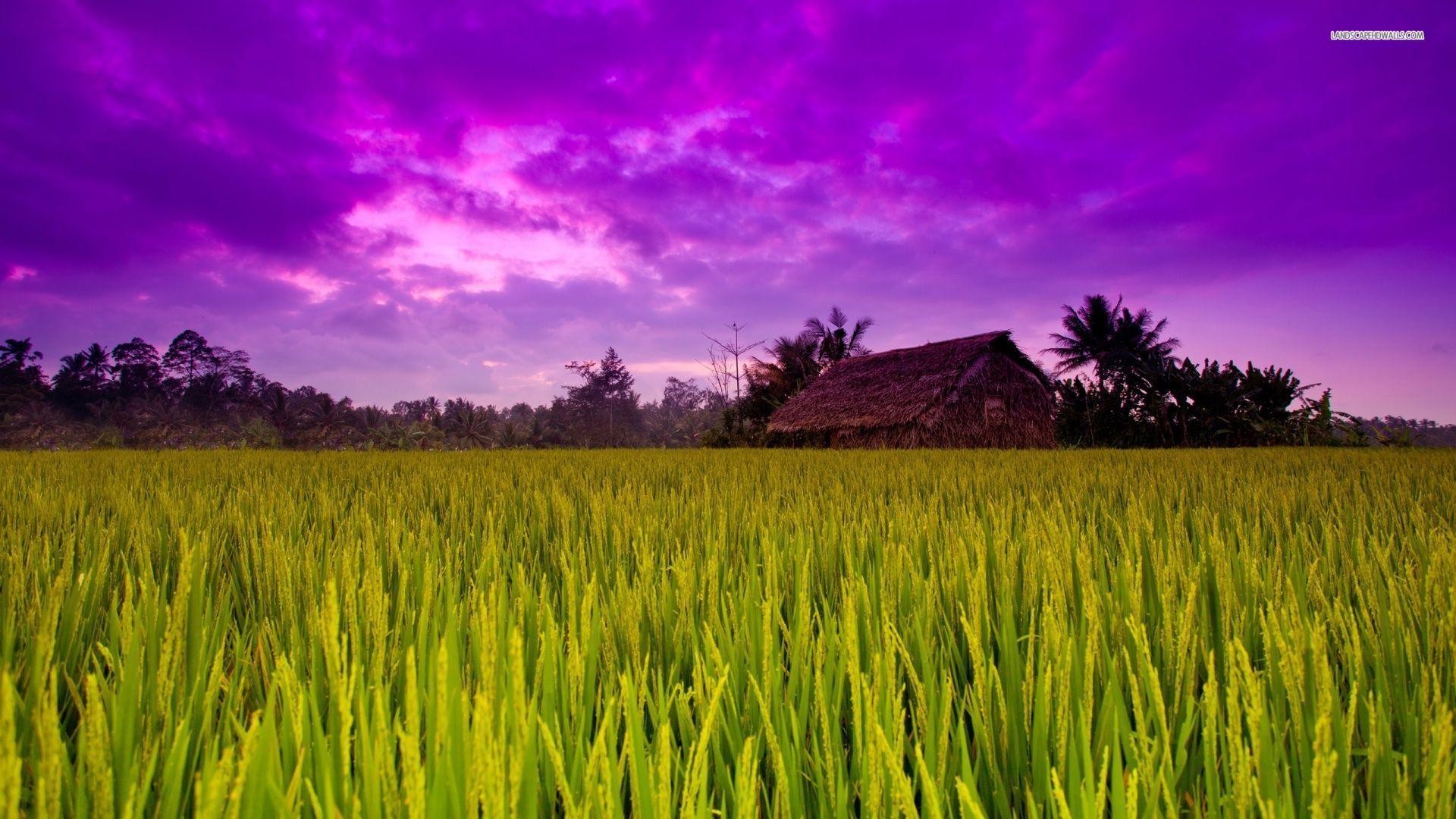 Paddy Wallpapers - Top Free Paddy Backgrounds - WallpaperAccess