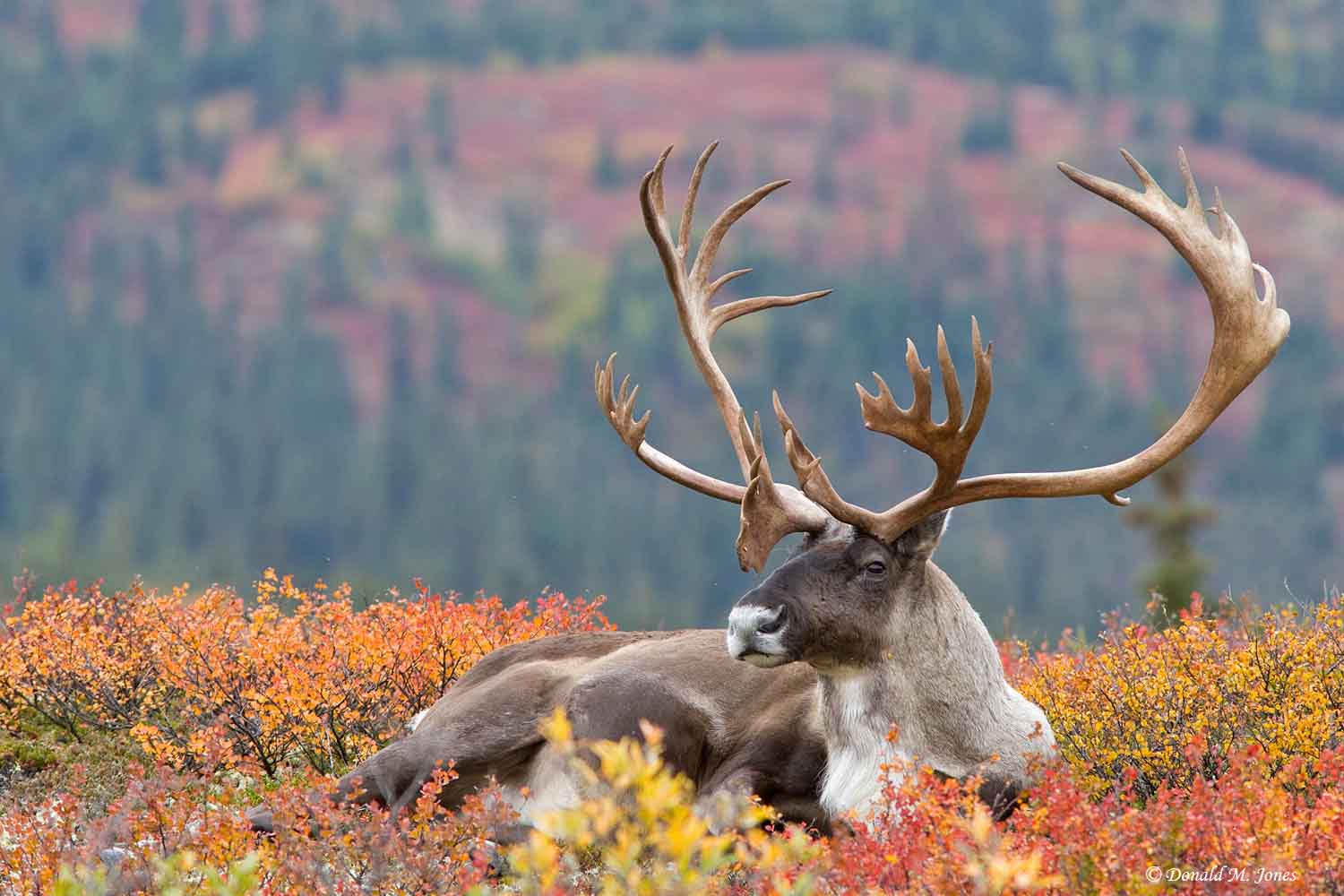 Caribou Wallpapers - Top Free Caribou Backgrounds - WallpaperAccess