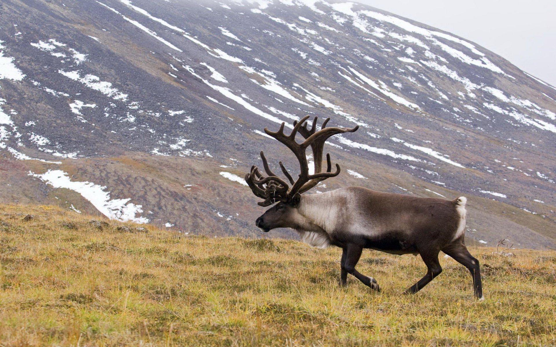 Caribou Wallpapers - Top Free Caribou Backgrounds - WallpaperAccess