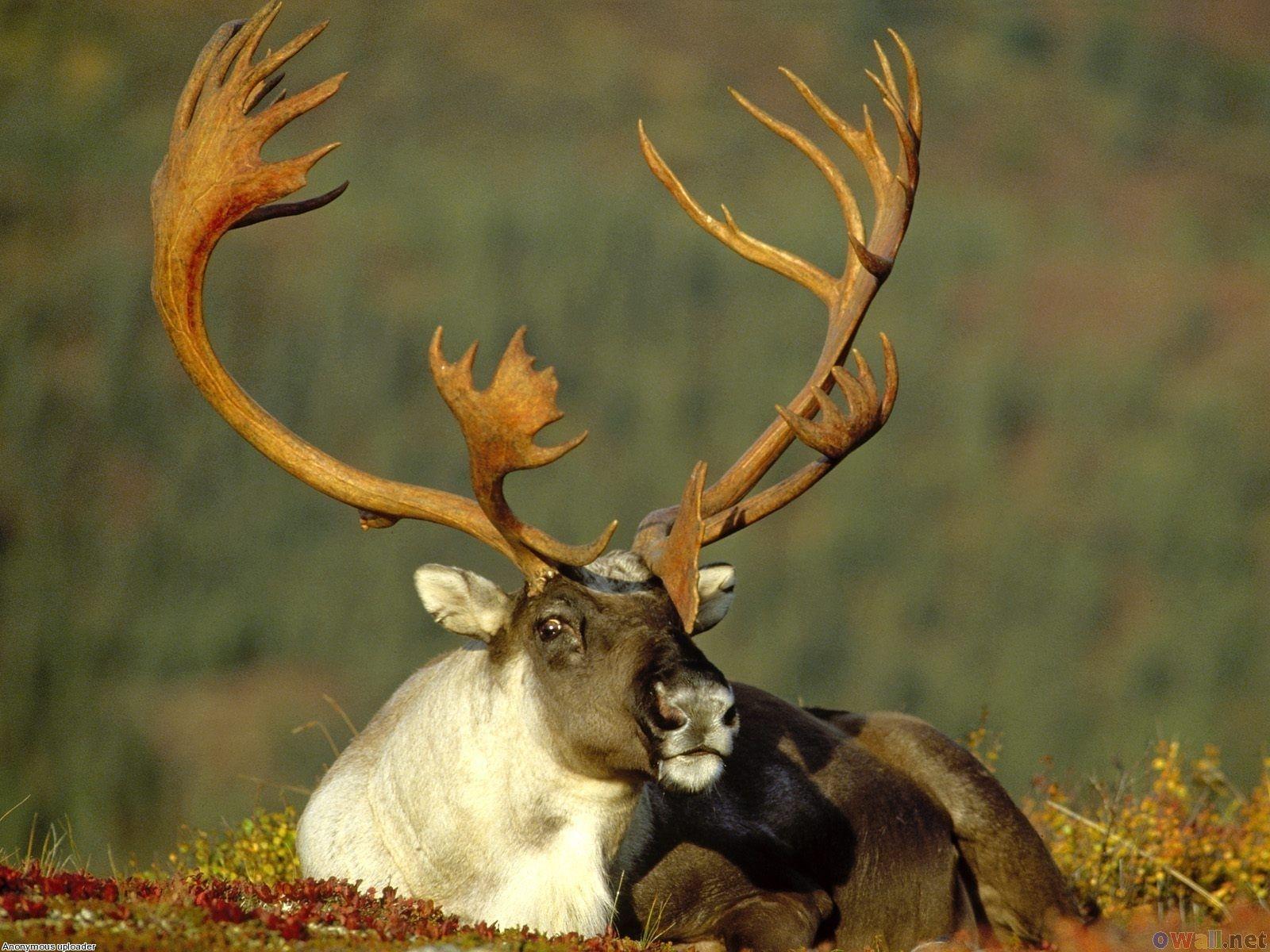 Caribou Wallpapers - Top Free Caribou Backgrounds - WallpaperAccess