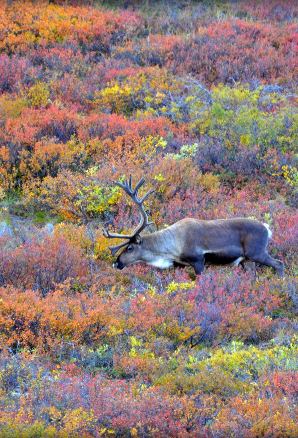 Caribou Wallpapers - Top Free Caribou Backgrounds - WallpaperAccess