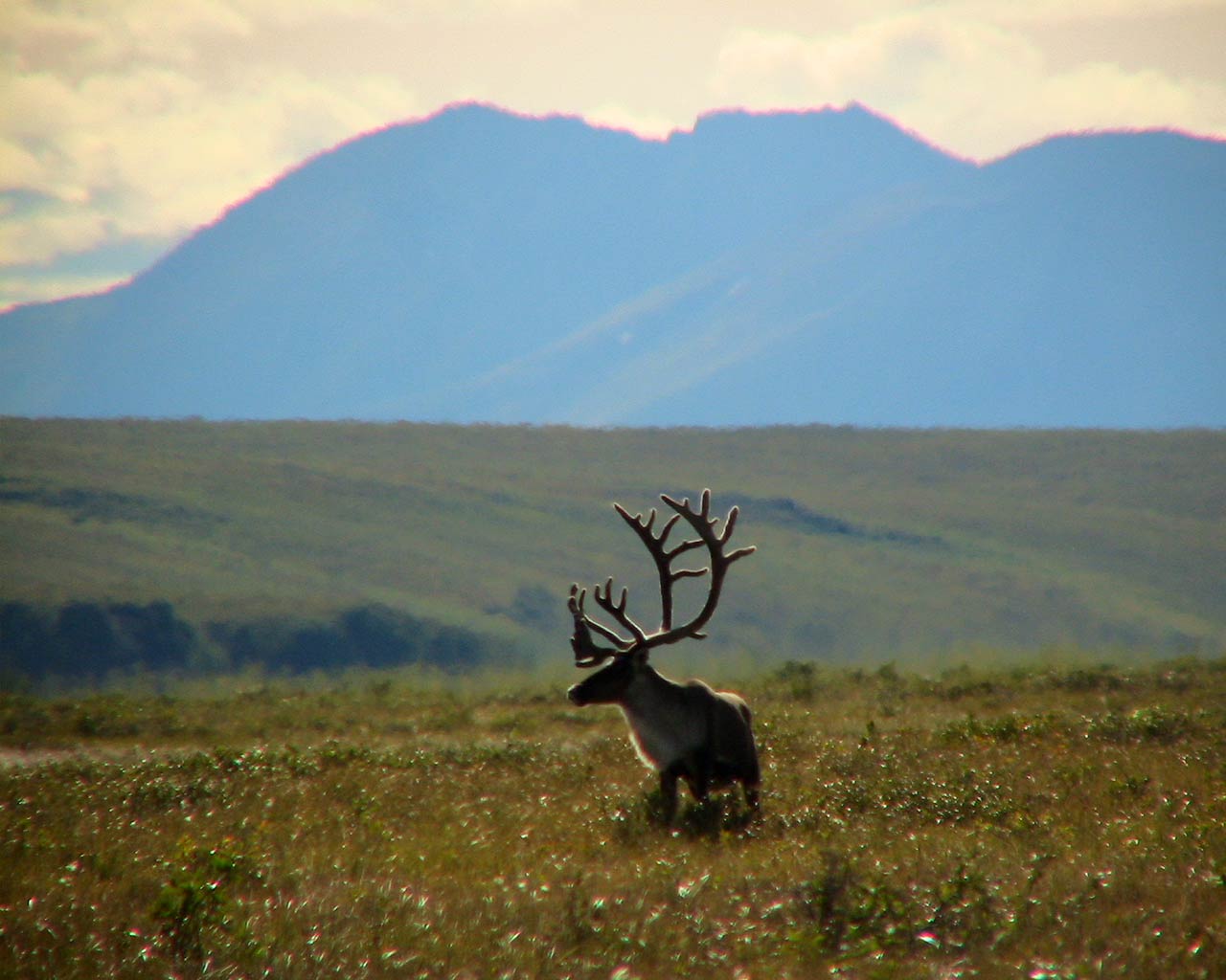 Caribou Wallpapers - Top Free Caribou Backgrounds - WallpaperAccess