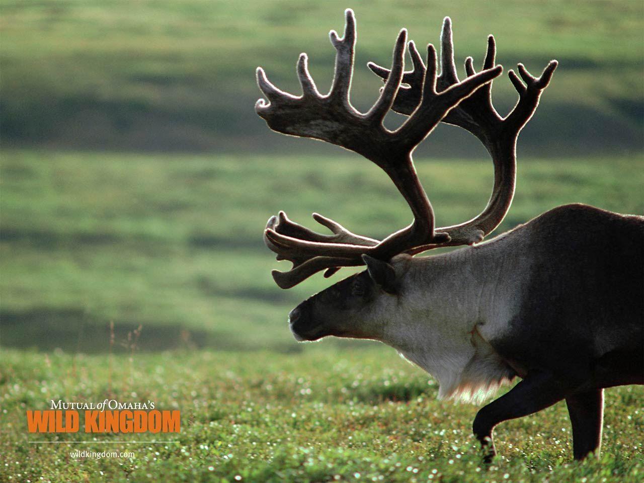 Caribou Wallpapers - Top Free Caribou Backgrounds - WallpaperAccess