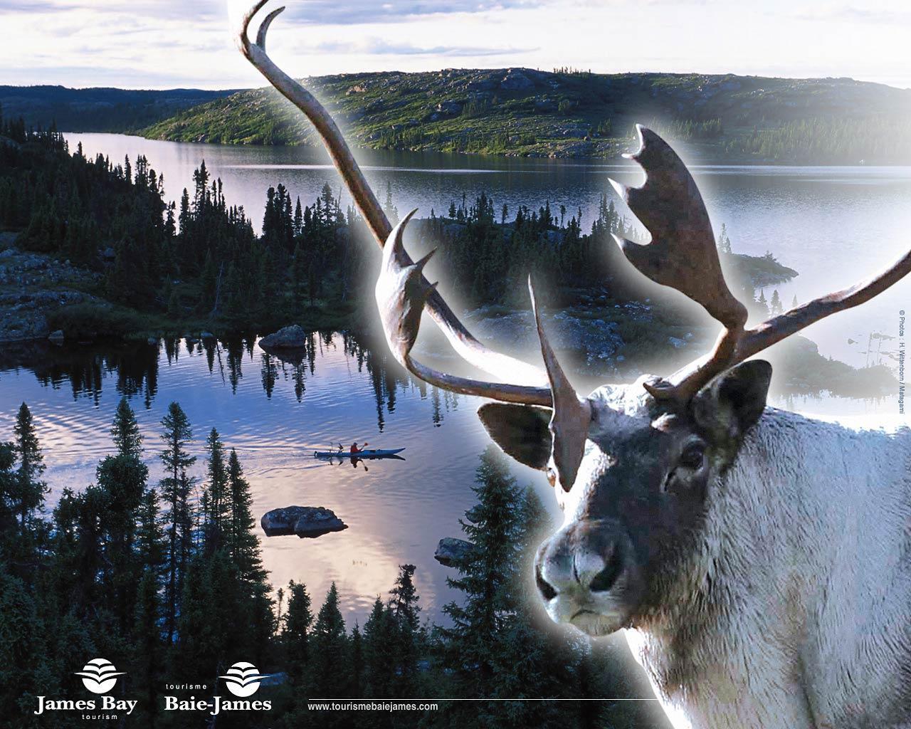 Caribou Wallpapers - Top Free Caribou Backgrounds - WallpaperAccess
