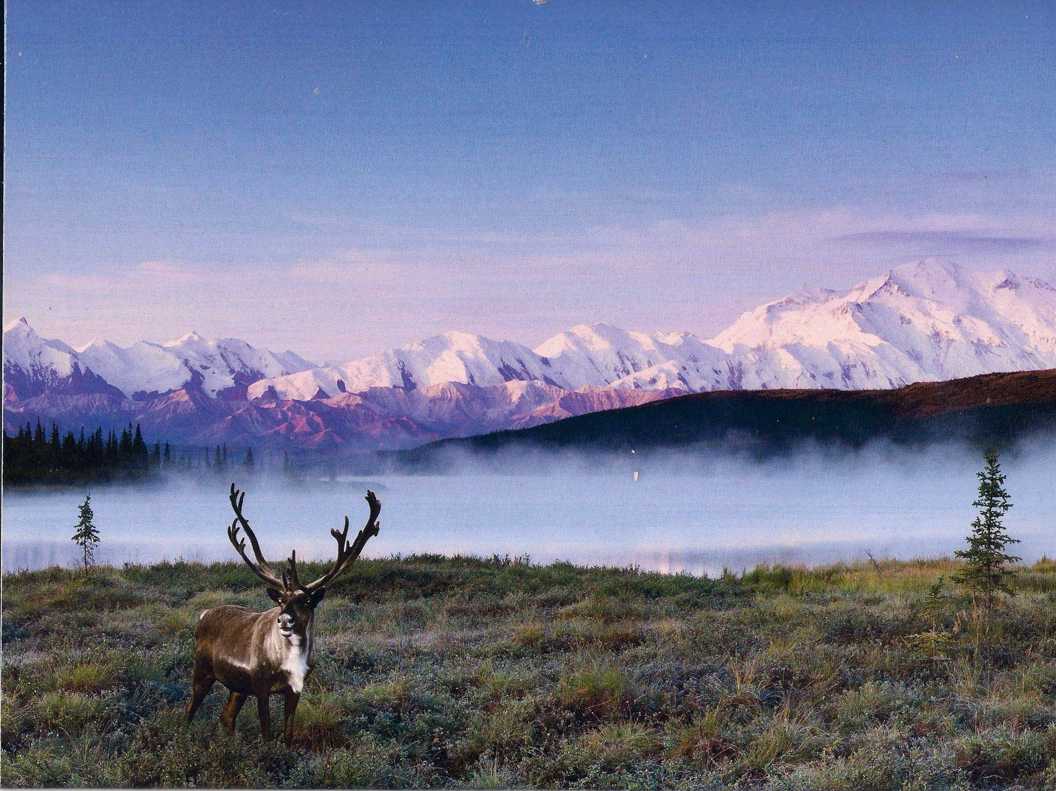 Caribou Wallpapers - Top Free Caribou Backgrounds - WallpaperAccess