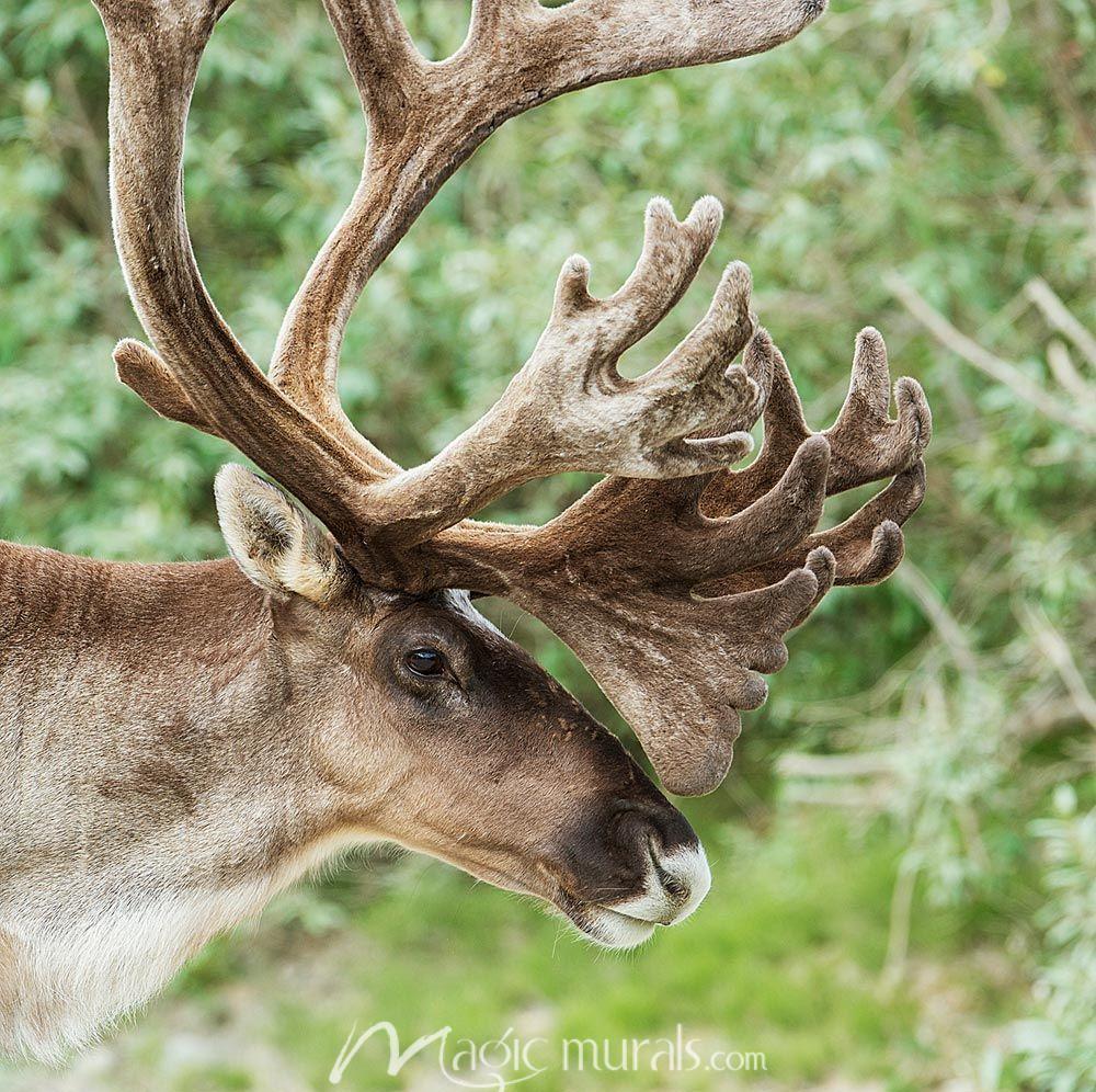 Caribou Wallpapers - Top Free Caribou Backgrounds - WallpaperAccess