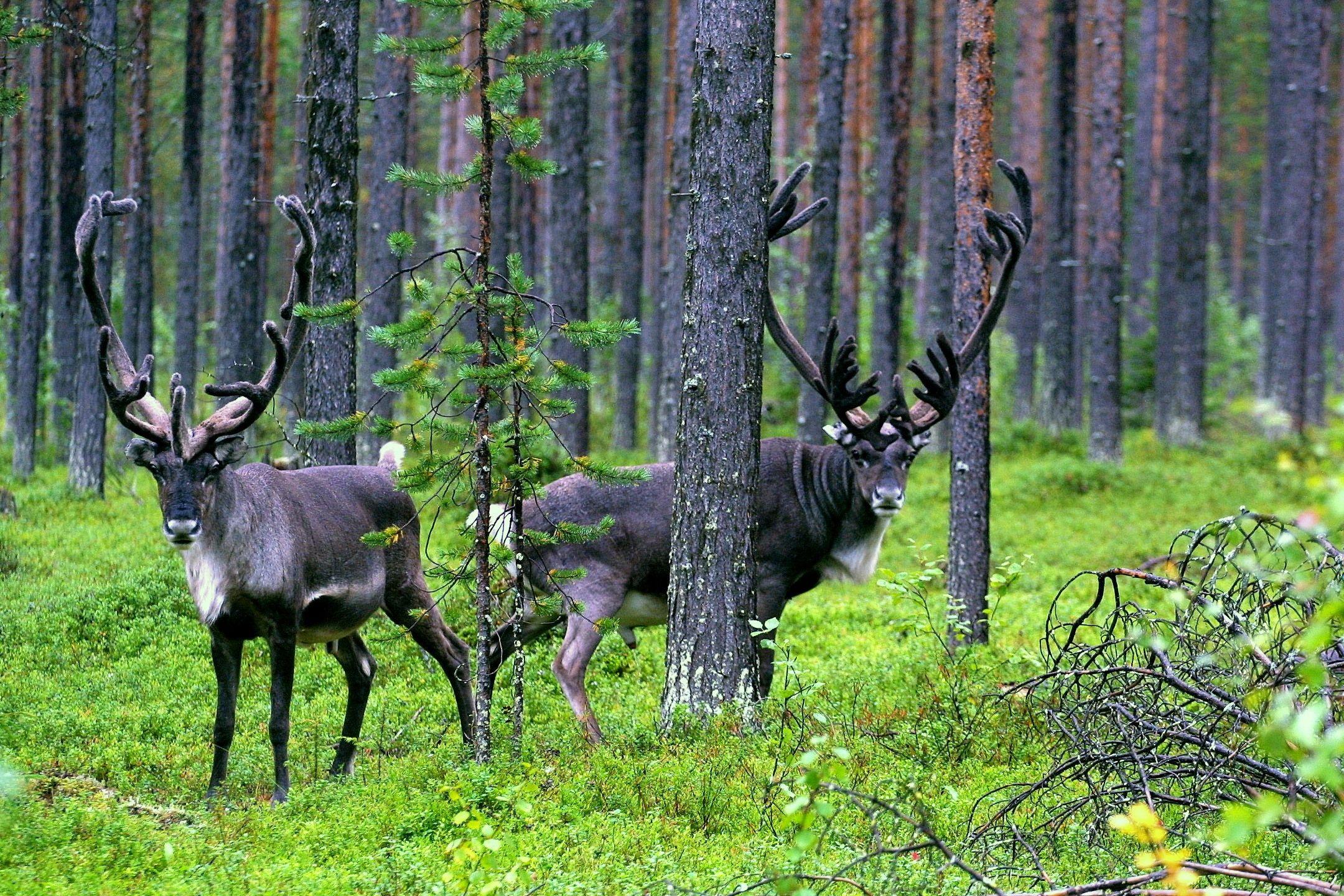 Caribou Wallpapers - Top Free Caribou Backgrounds - WallpaperAccess