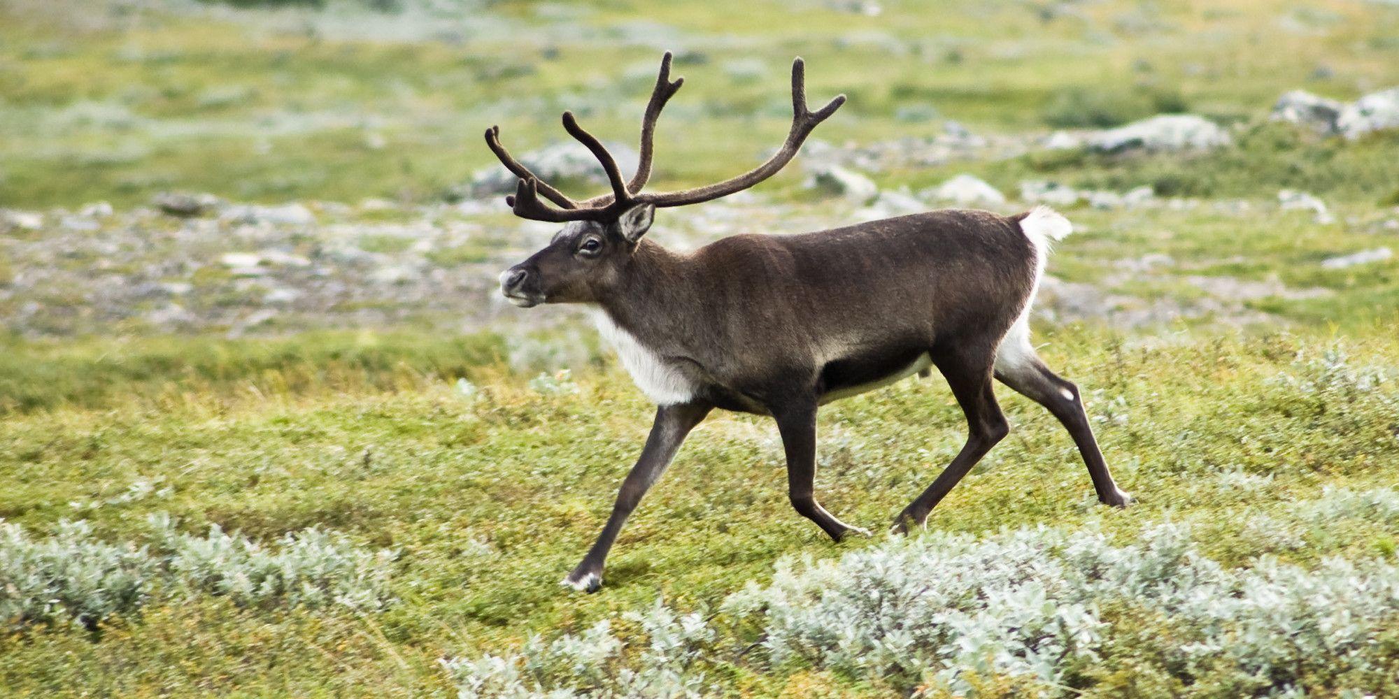 Caribou Wallpapers - Top Free Caribou Backgrounds - WallpaperAccess