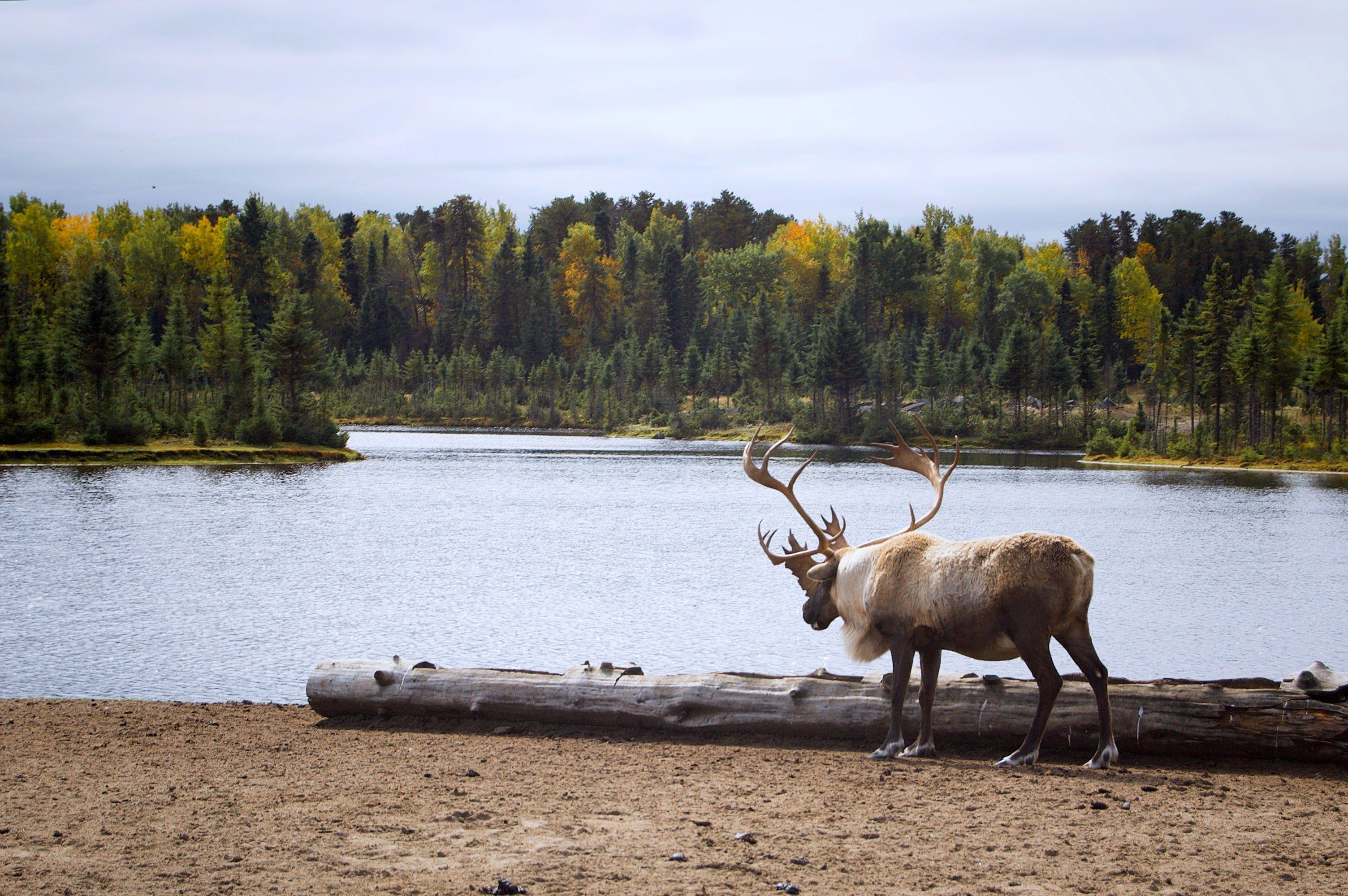 Caribou Wallpapers - Top Free Caribou Backgrounds - WallpaperAccess