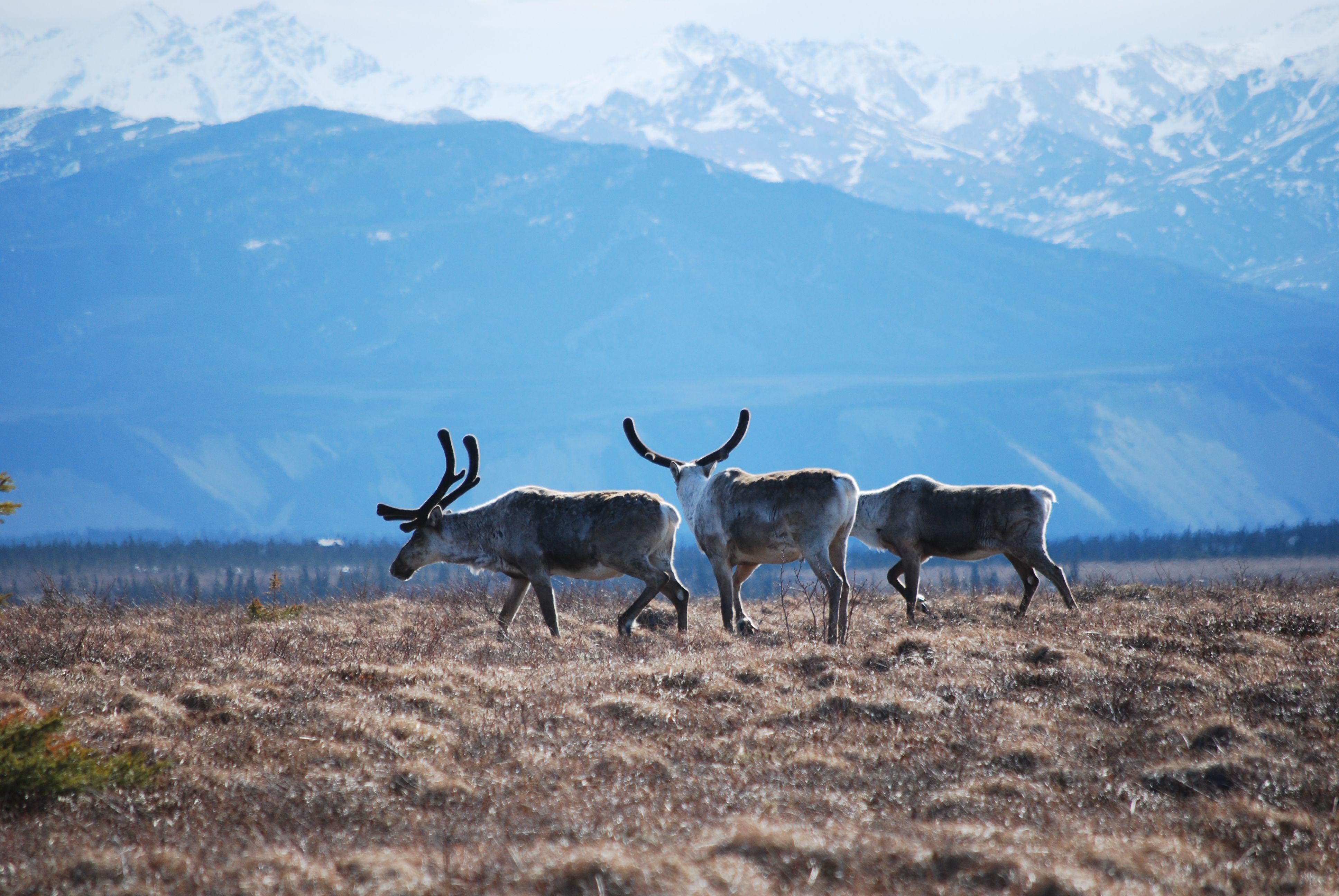 Caribou Wallpapers - Top Free Caribou Backgrounds - WallpaperAccess