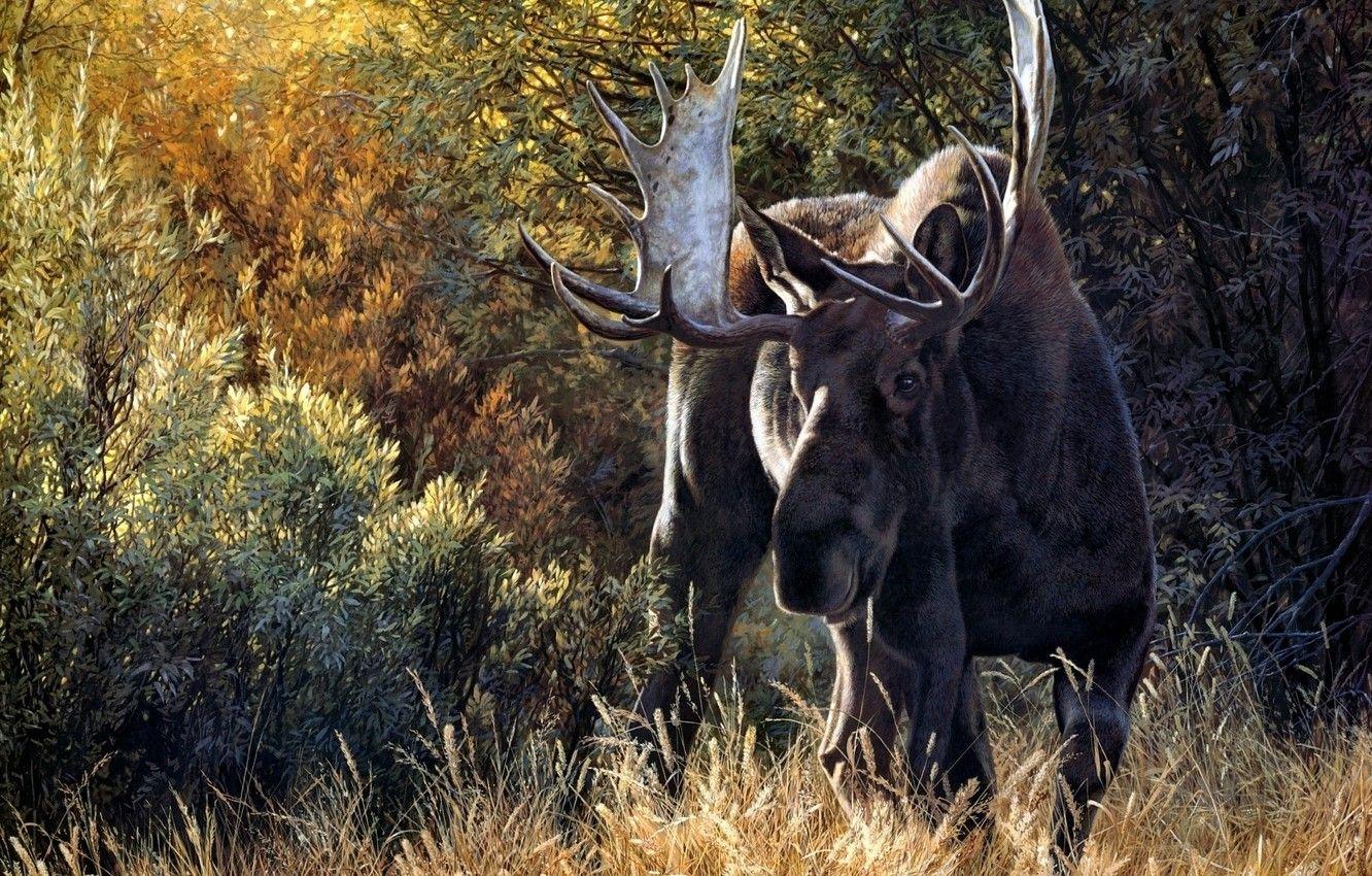 Caribou Wallpapers - Top Free Caribou Backgrounds - WallpaperAccess