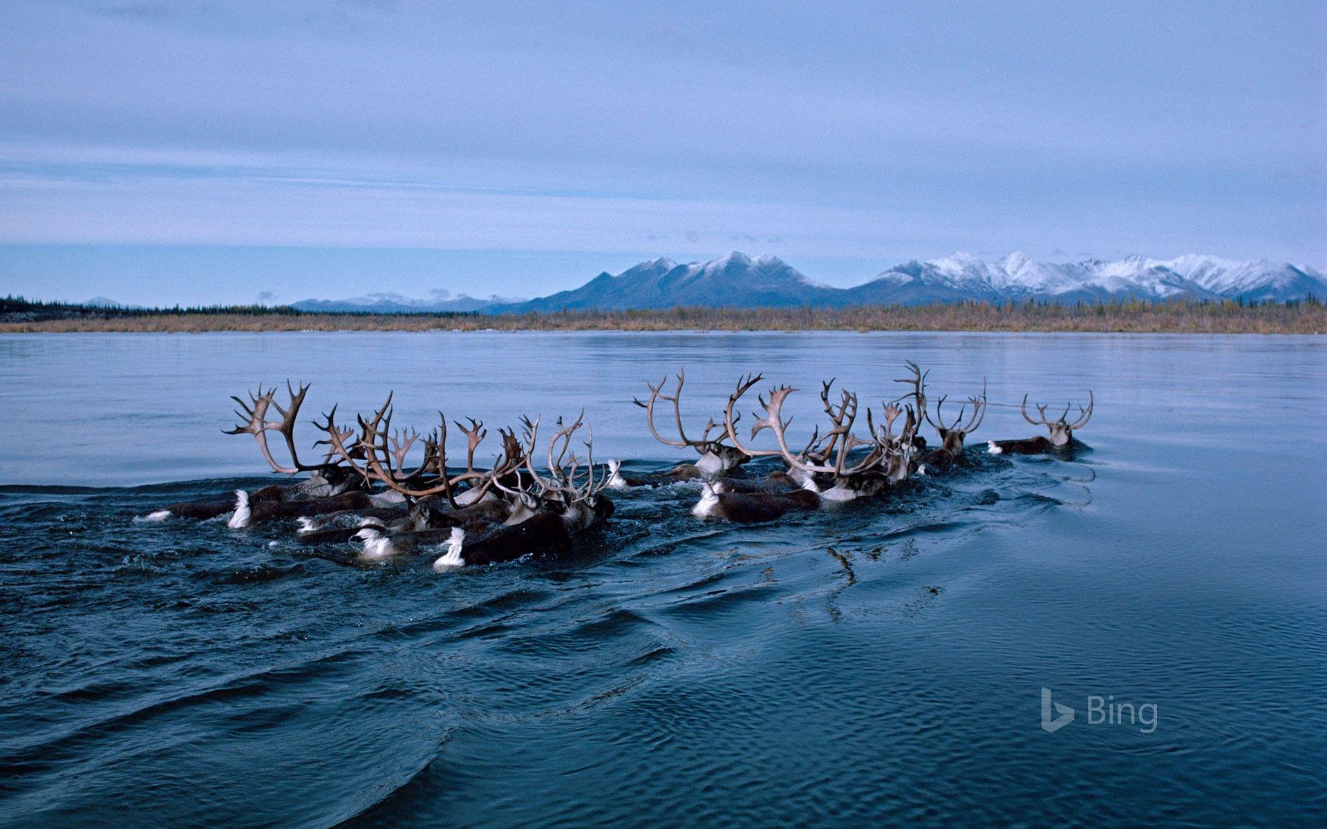 Caribou Wallpapers - Top Free Caribou Backgrounds - WallpaperAccess