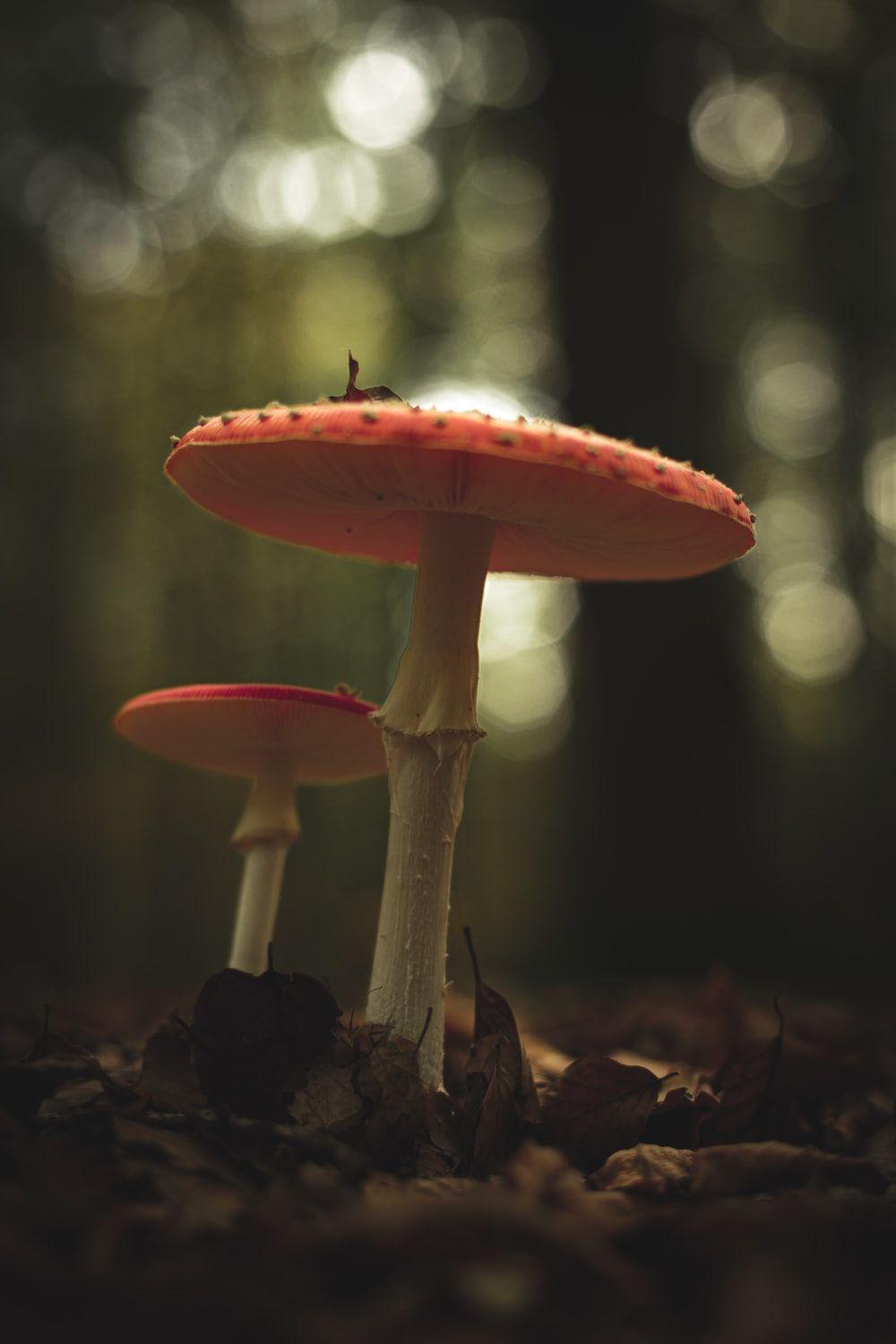 Fungi Wallpapers - Top Free Fungi Backgrounds - WallpaperAccess