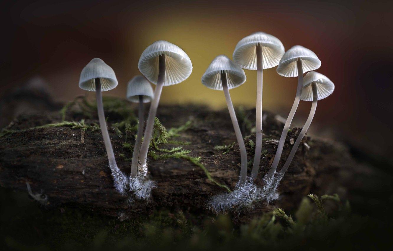 Fungi Wallpapers - Top Free Fungi Backgrounds - WallpaperAccess