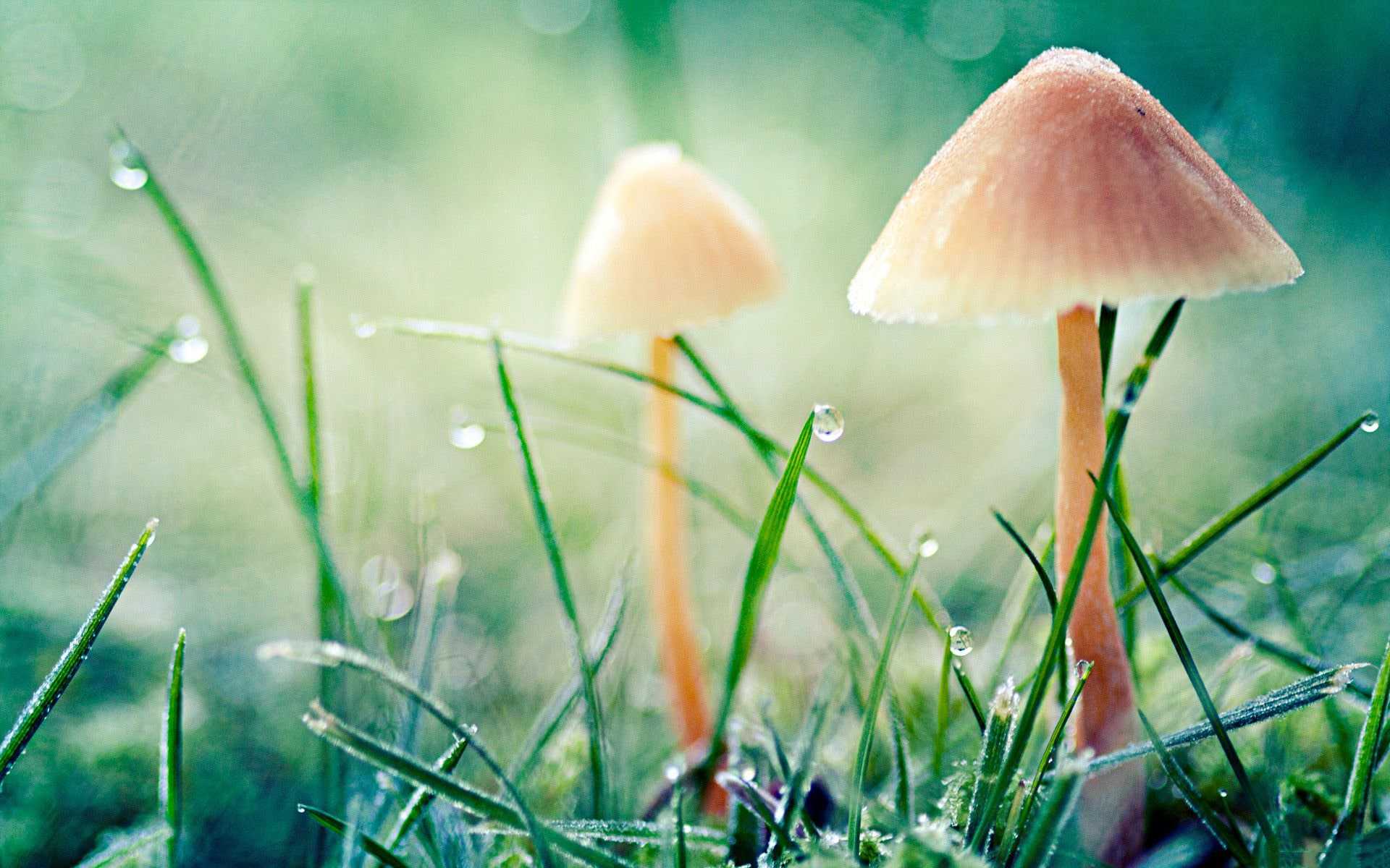 Fungi Wallpapers - Top Free Fungi Backgrounds - WallpaperAccess