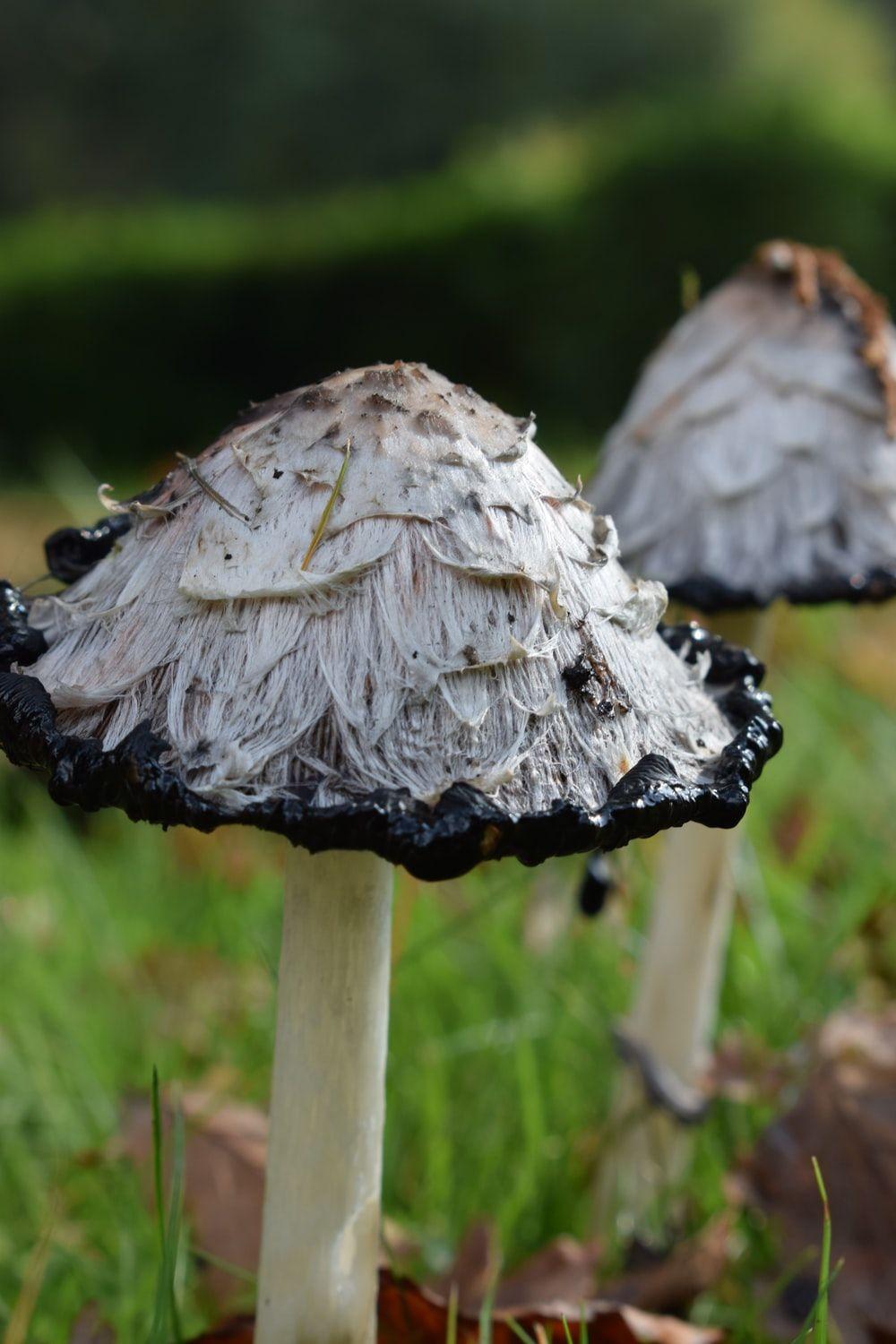 Fungi Wallpapers - Top Free Fungi Backgrounds - WallpaperAccess