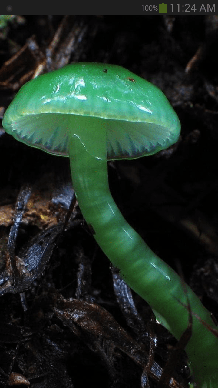 Fungi Wallpapers - Top Free Fungi Backgrounds - WallpaperAccess