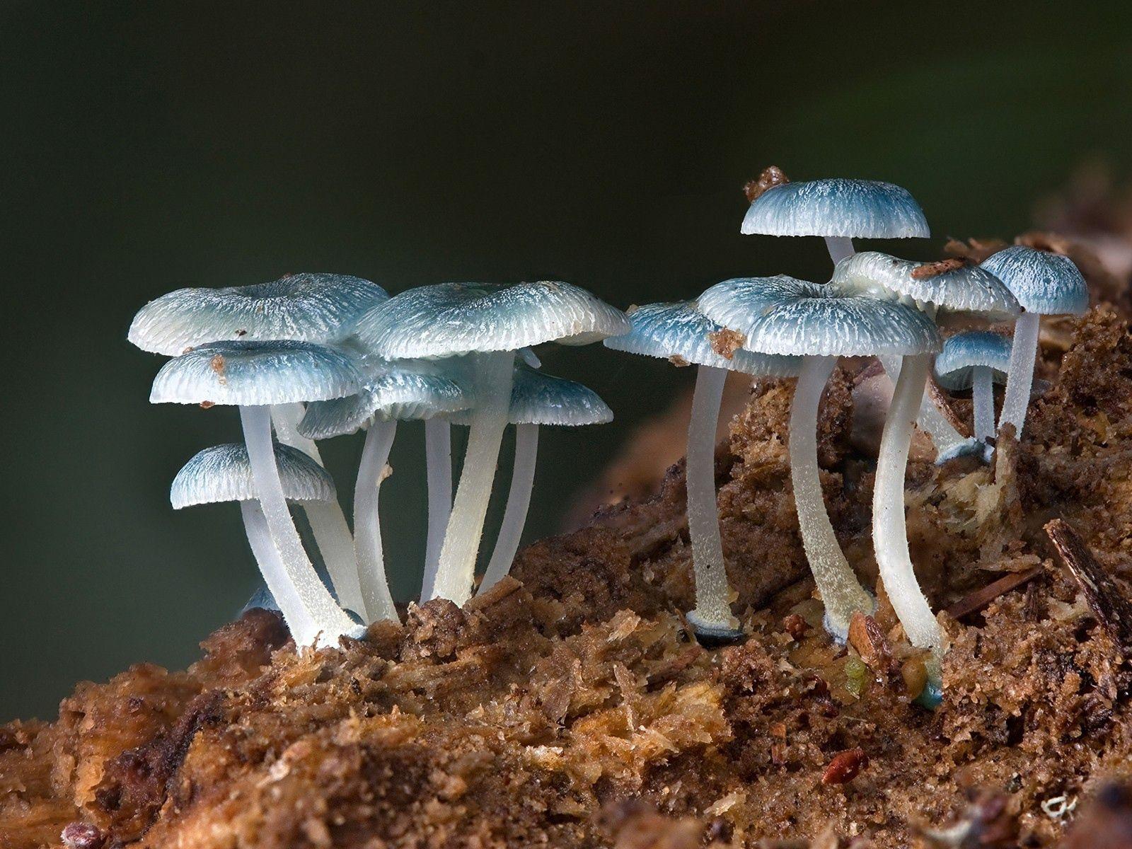 Fungi Wallpapers - Top Free Fungi Backgrounds - WallpaperAccess