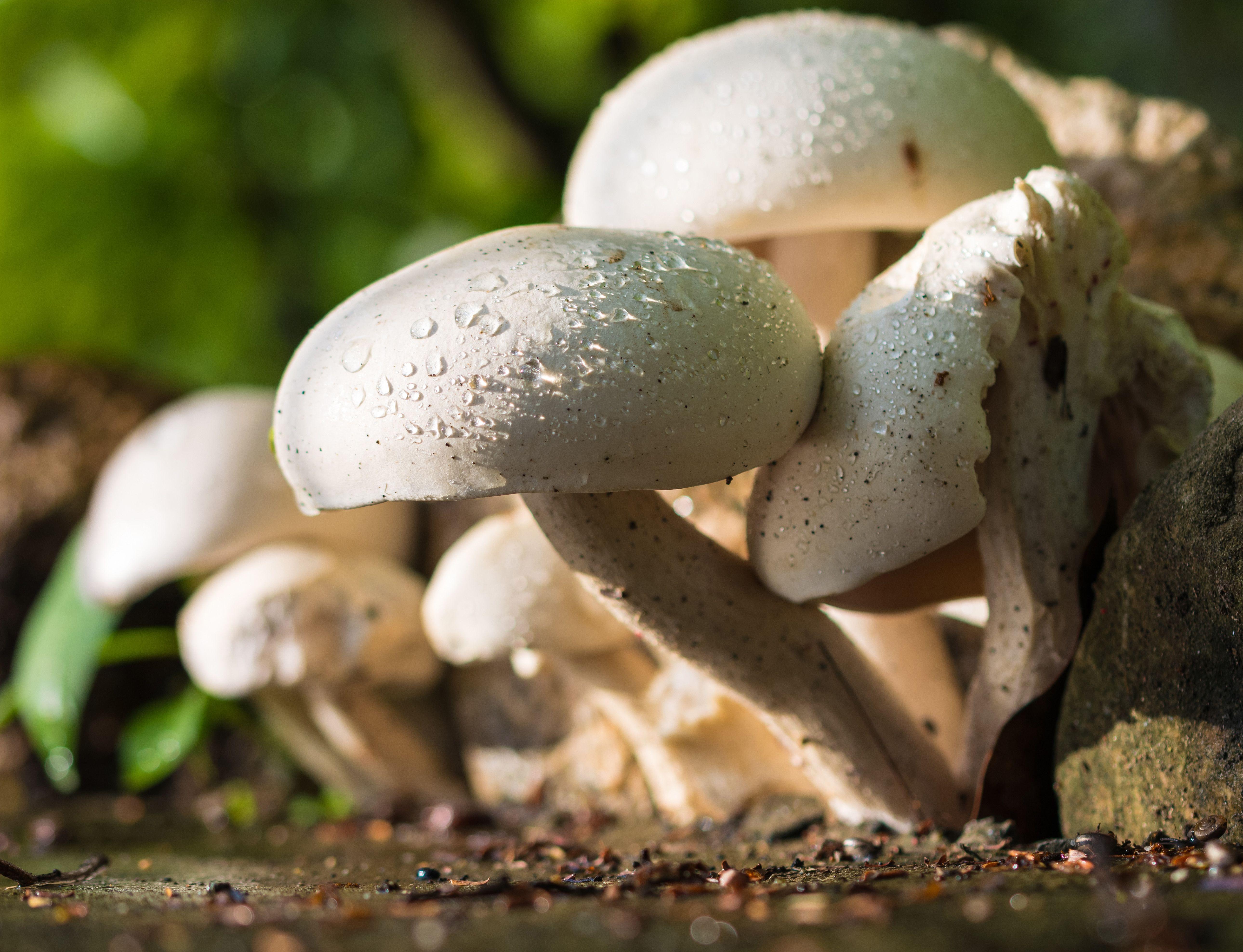 Fungi Wallpapers - Top Free Fungi Backgrounds - WallpaperAccess