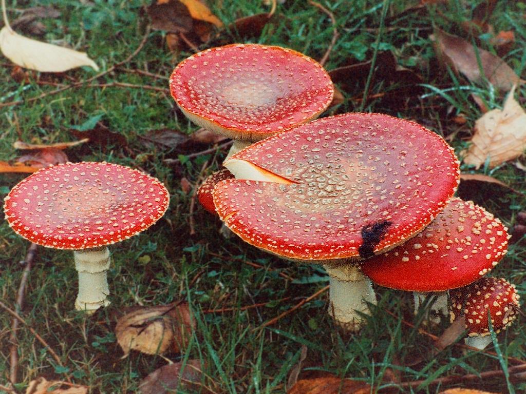 Fungi Wallpapers - Top Free Fungi Backgrounds - WallpaperAccess