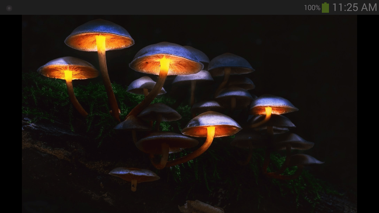 Fungi Wallpapers - Top Free Fungi Backgrounds - WallpaperAccess