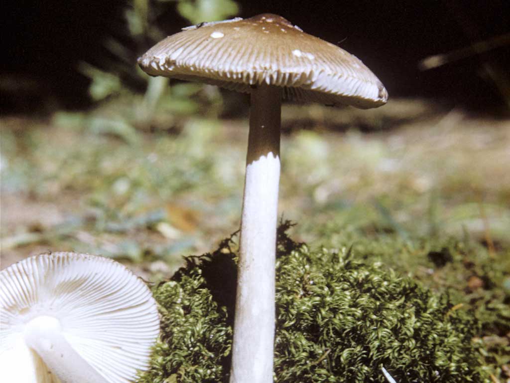 Fungi Wallpapers - Top Free Fungi Backgrounds - WallpaperAccess