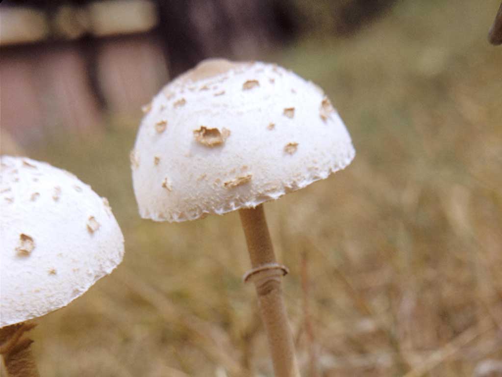 Fungi Wallpapers - Top Free Fungi Backgrounds - WallpaperAccess