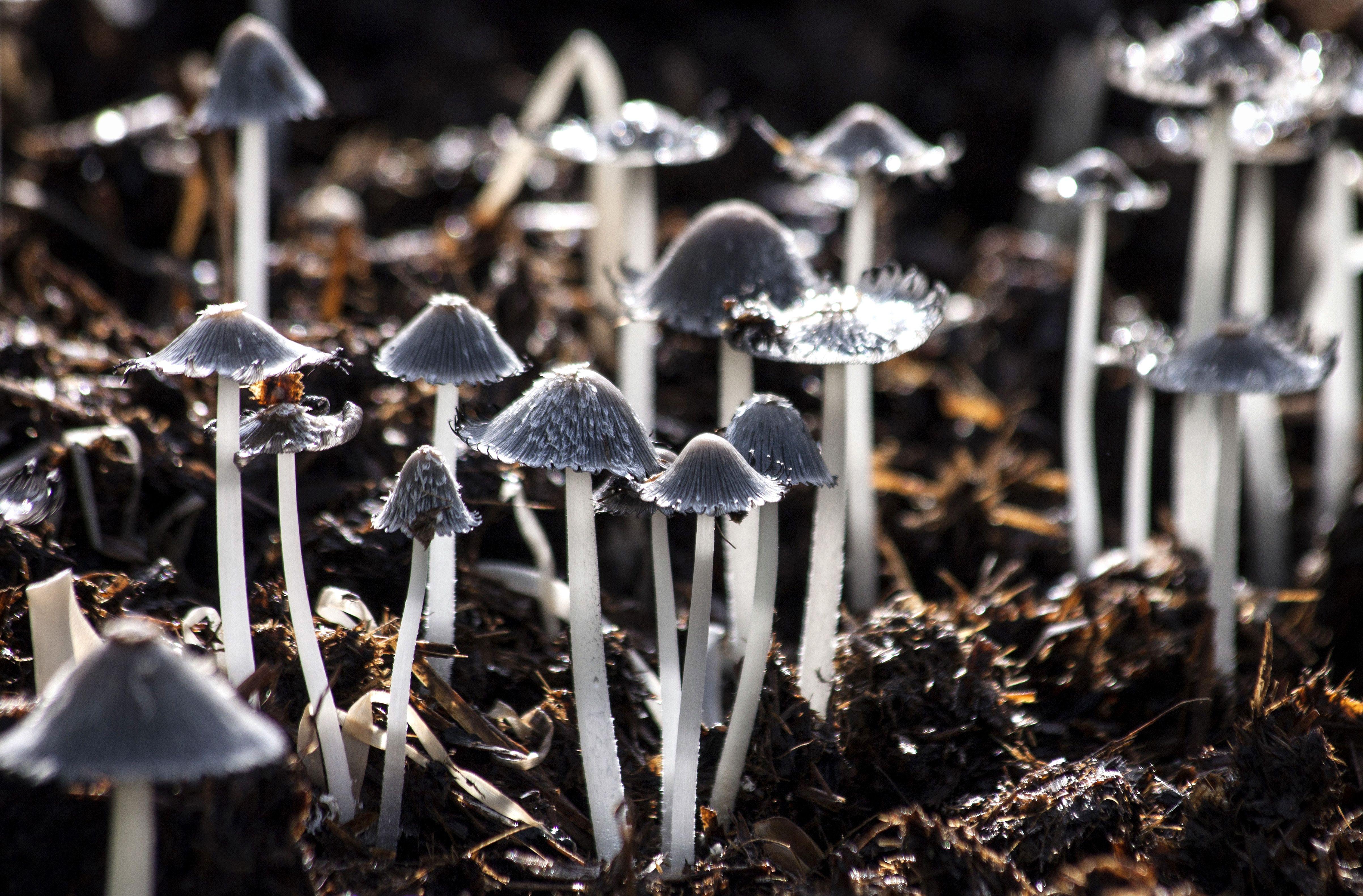 Fungi Wallpapers - Top Free Fungi Backgrounds - WallpaperAccess