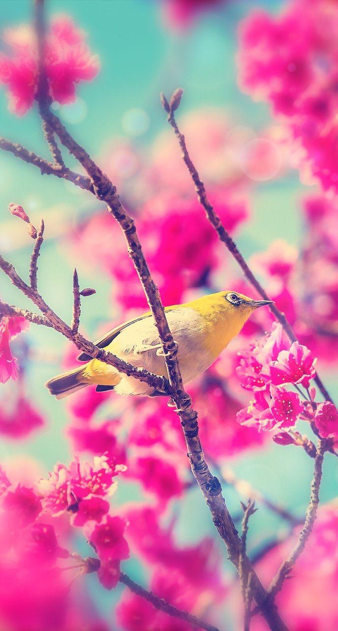 Birdy Wallpapers - Top Free Birdy Backgrounds - WallpaperAccess