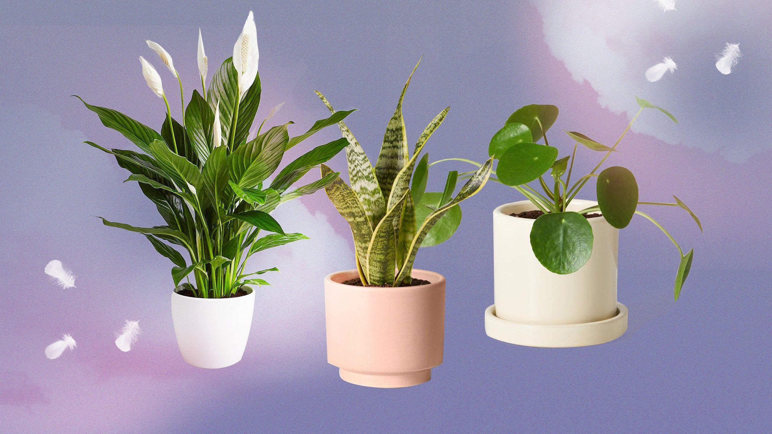 House Plants Wallpapers - Top Free House Plants Backgrounds ...