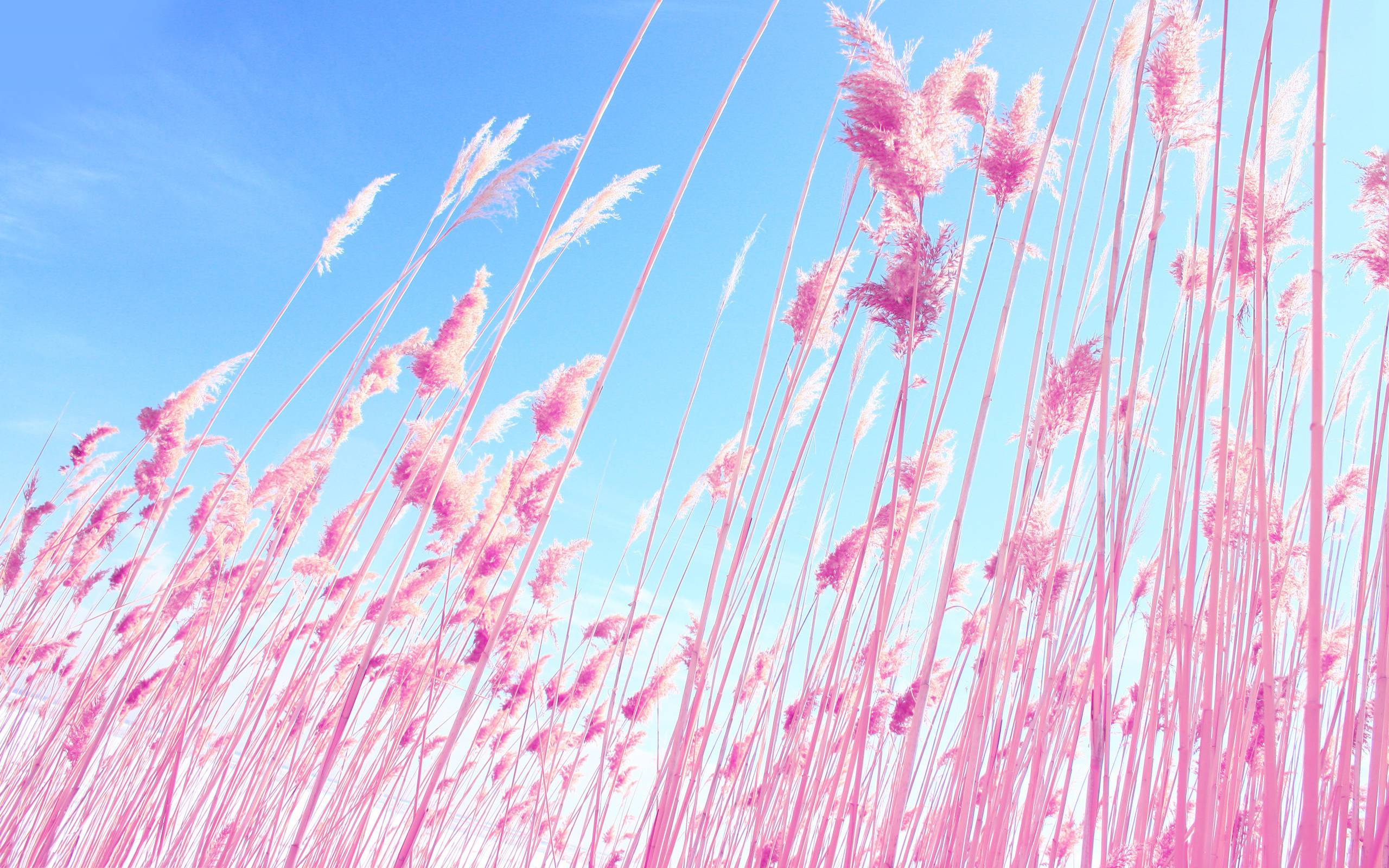 2560x1600 Pink Wallpapers - Top Free 2560x1600 Pink Backgrounds ...