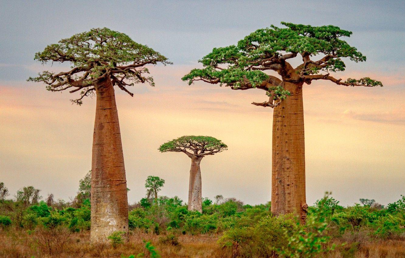 Baobab Wallpapers - Top Free Baobab Backgrounds - WallpaperAccess
