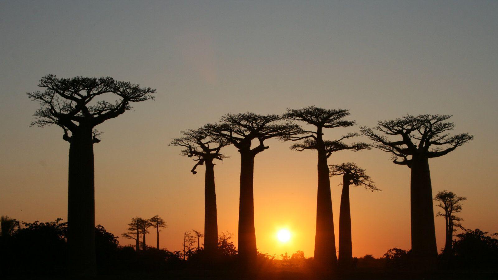 Baobab Wallpapers - Top Free Baobab Backgrounds - WallpaperAccess