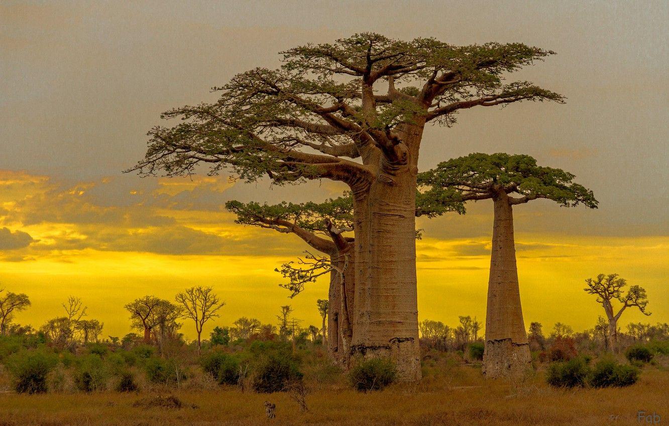 Baobab Tree Wallpapers - Top Free Baobab Tree Backgrounds - WallpaperAccess