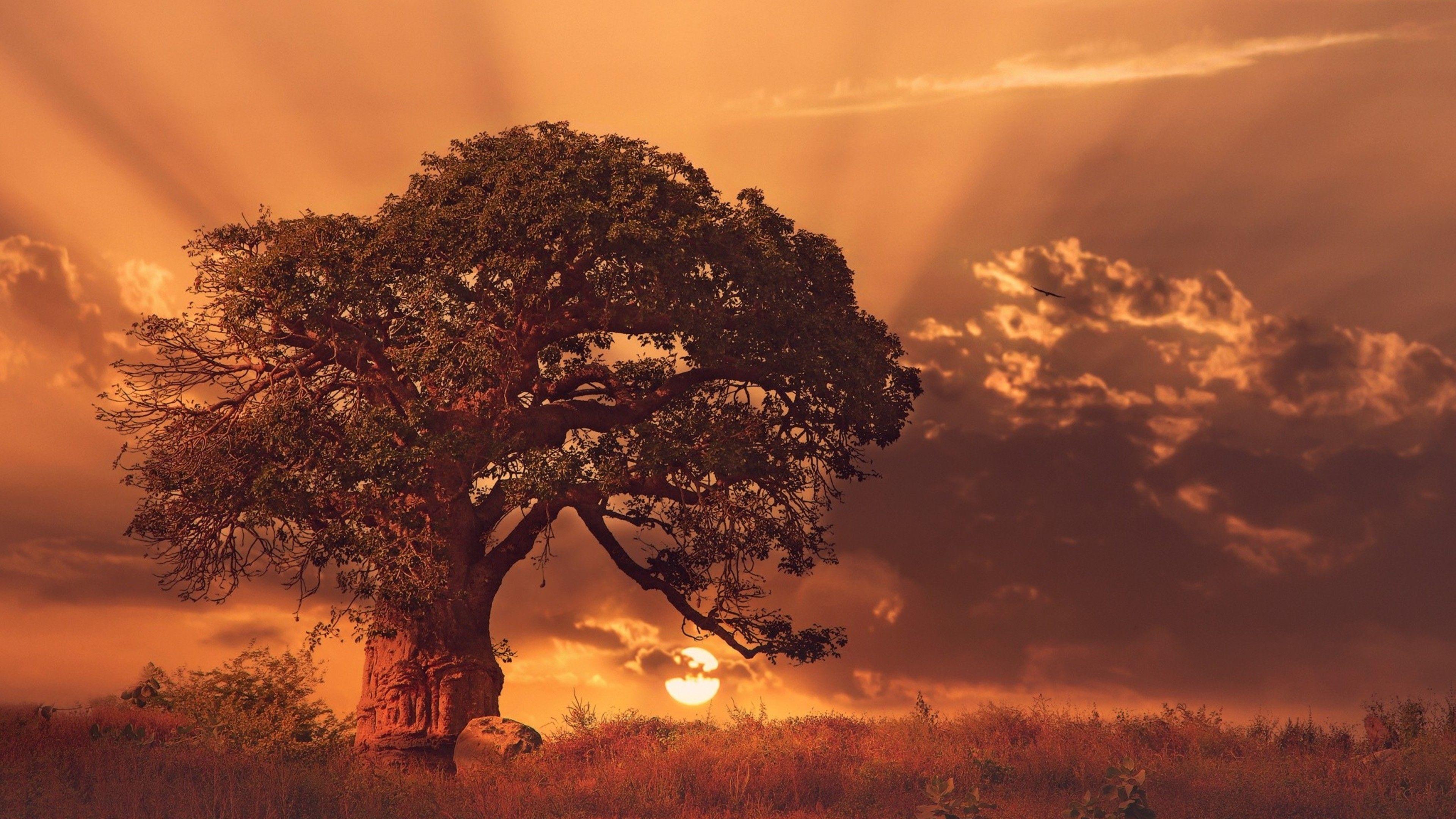 Baobab Wallpapers - Top Free Baobab Backgrounds - WallpaperAccess
