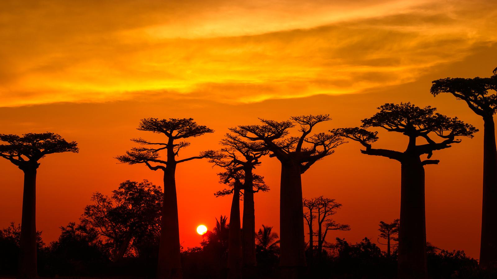 Baobab Wallpapers - Top Free Baobab Backgrounds - WallpaperAccess
