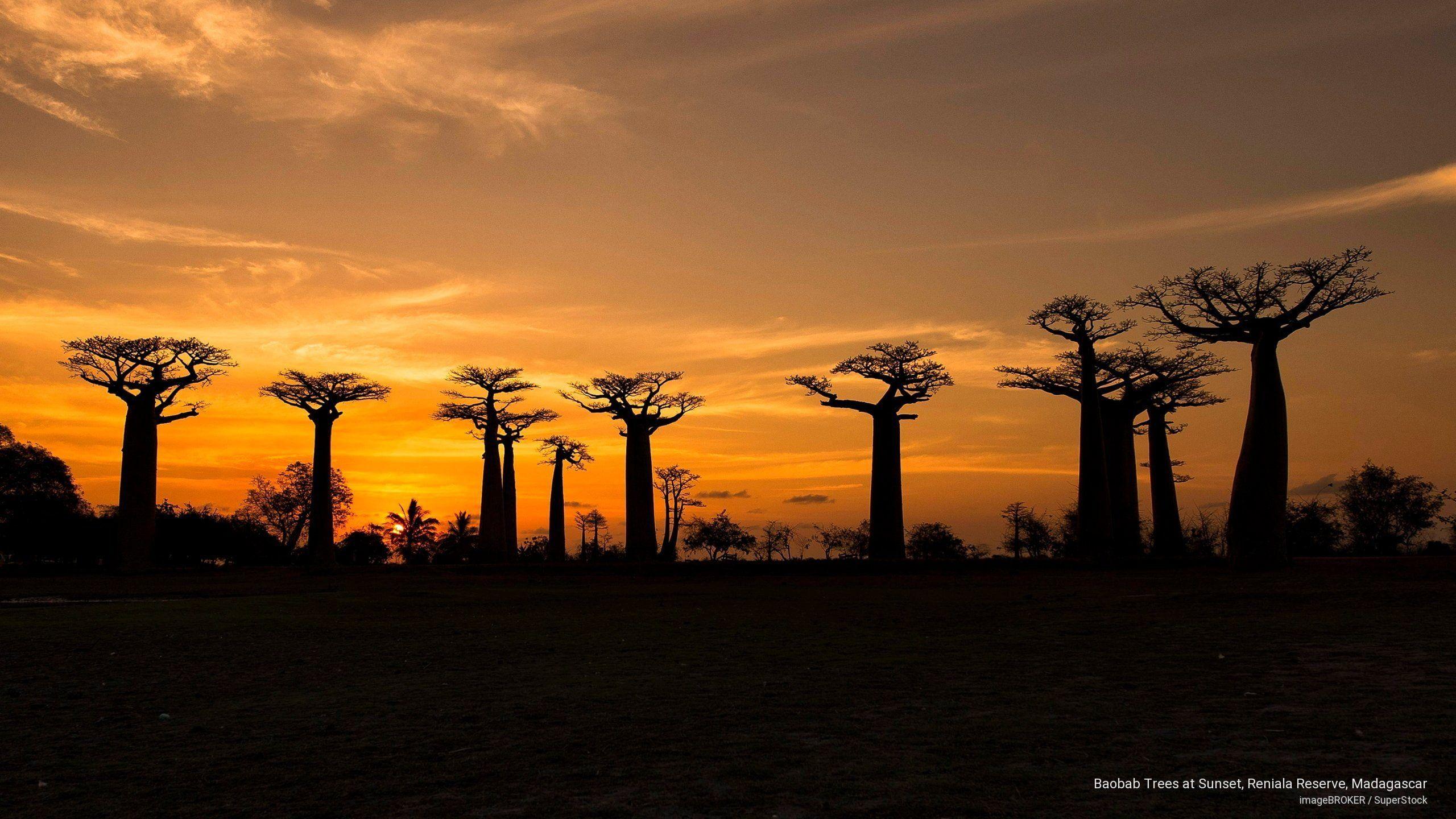 Baobab Wallpapers - Top Free Baobab Backgrounds - WallpaperAccess