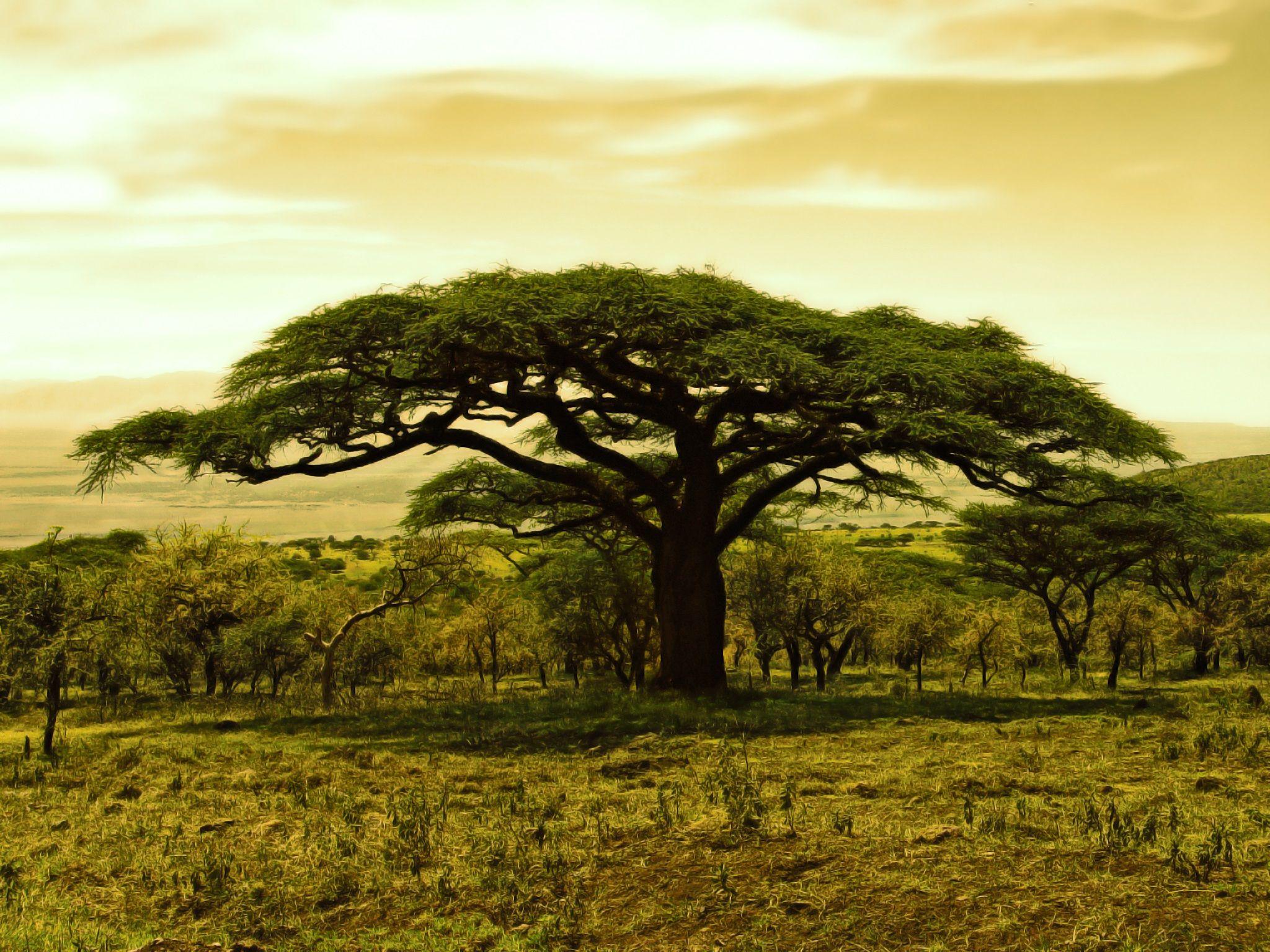 Baobab Wallpapers - Top Free Baobab Backgrounds - WallpaperAccess