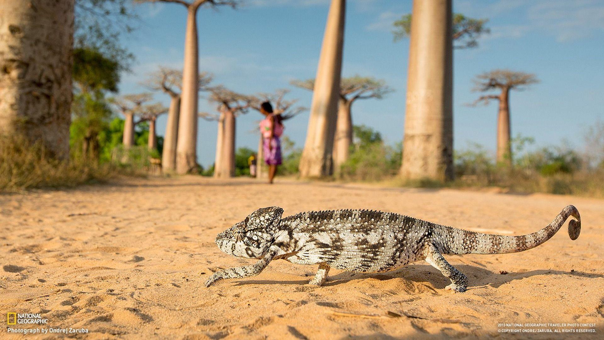 Baobab Wallpapers - Top Free Baobab Backgrounds - WallpaperAccess