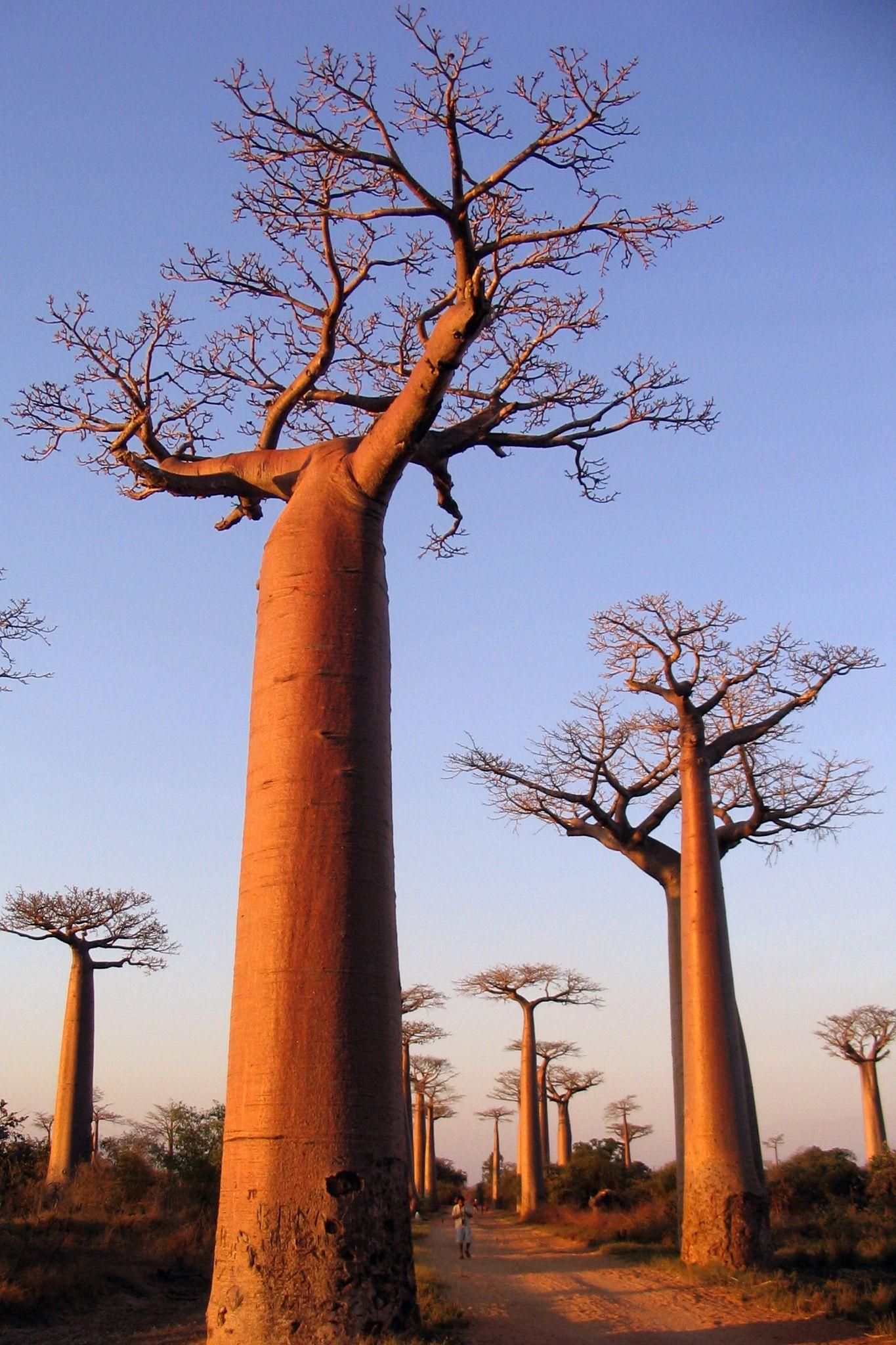 Baobab Wallpapers - Top Free Baobab Backgrounds - WallpaperAccess