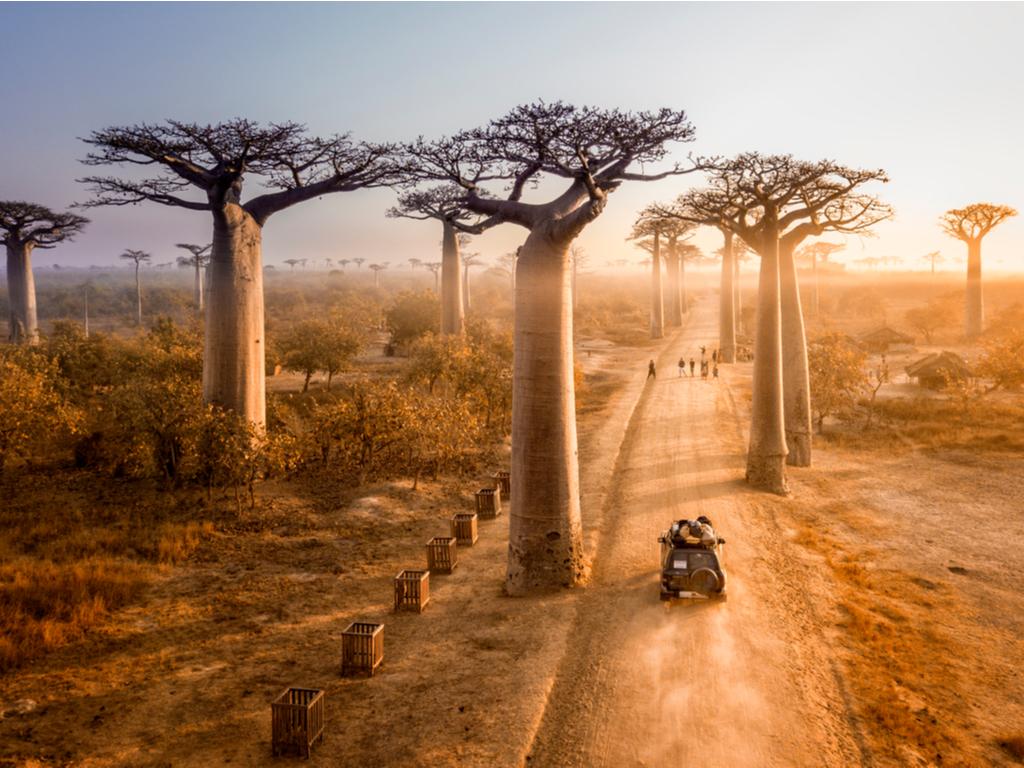 Baobab Wallpapers - Top Free Baobab Backgrounds - WallpaperAccess