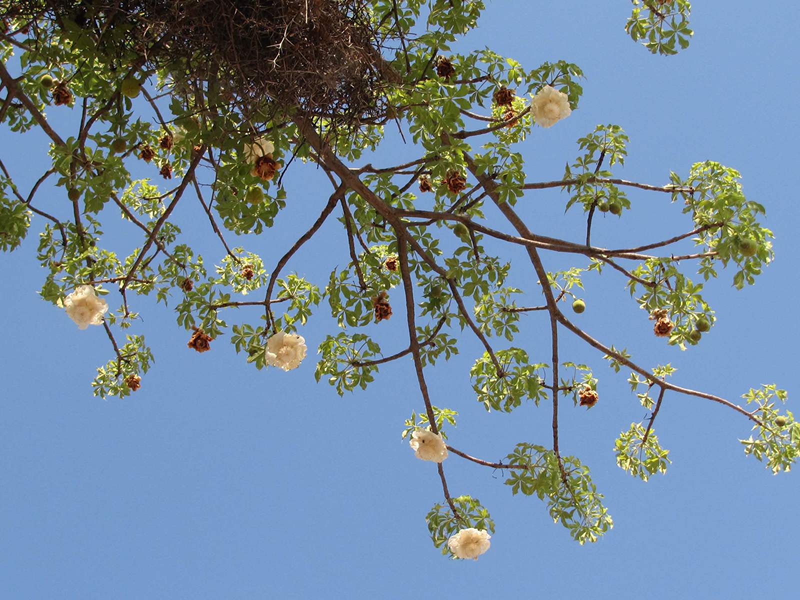 Baobab Wallpapers - Top Free Baobab Backgrounds - WallpaperAccess