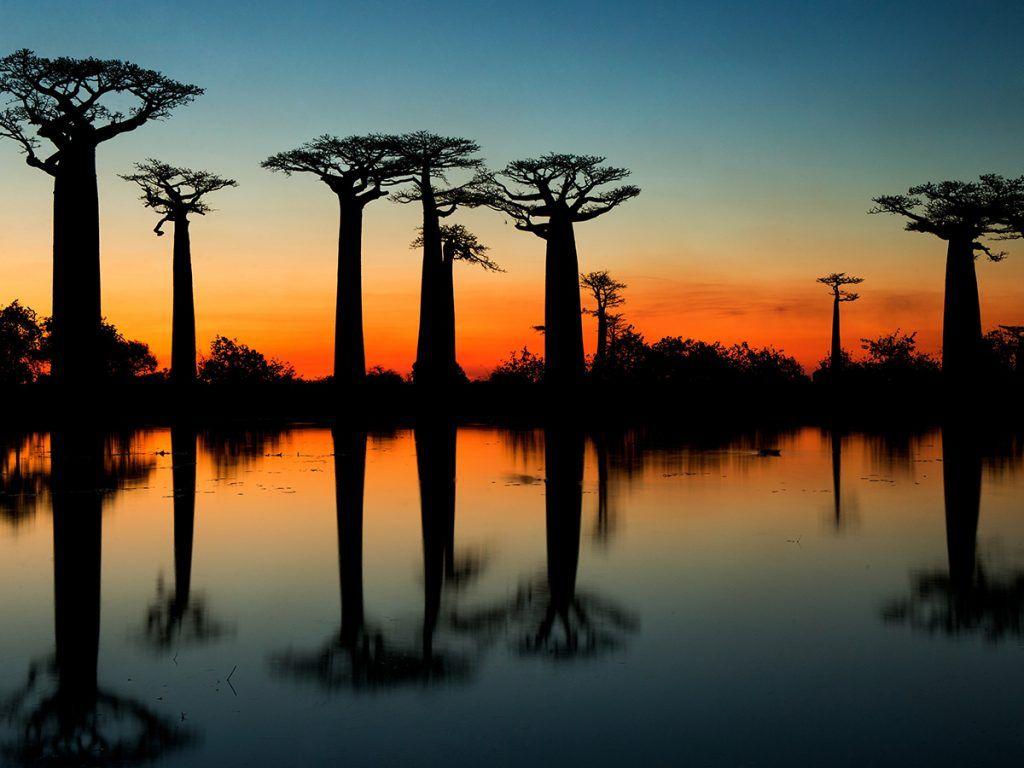 Baobab Wallpapers - Top Free Baobab Backgrounds - WallpaperAccess