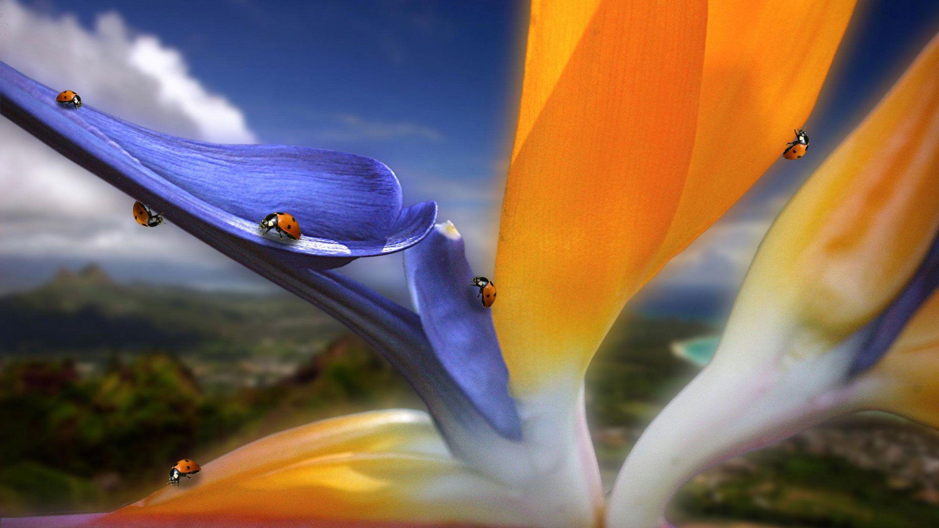 Variety Wallpapers - Top Free Variety Backgrounds - WallpaperAccess
