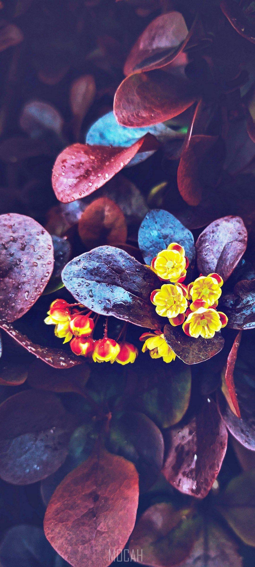 Poco M2 Pro Wallpapers - Top Free Poco M2 Pro Backgrounds - WallpaperAccess