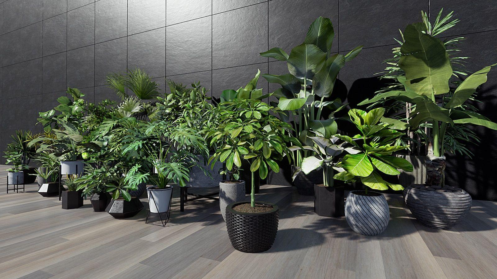 House Plants Wallpapers - Top Free House Plants Backgrounds ...