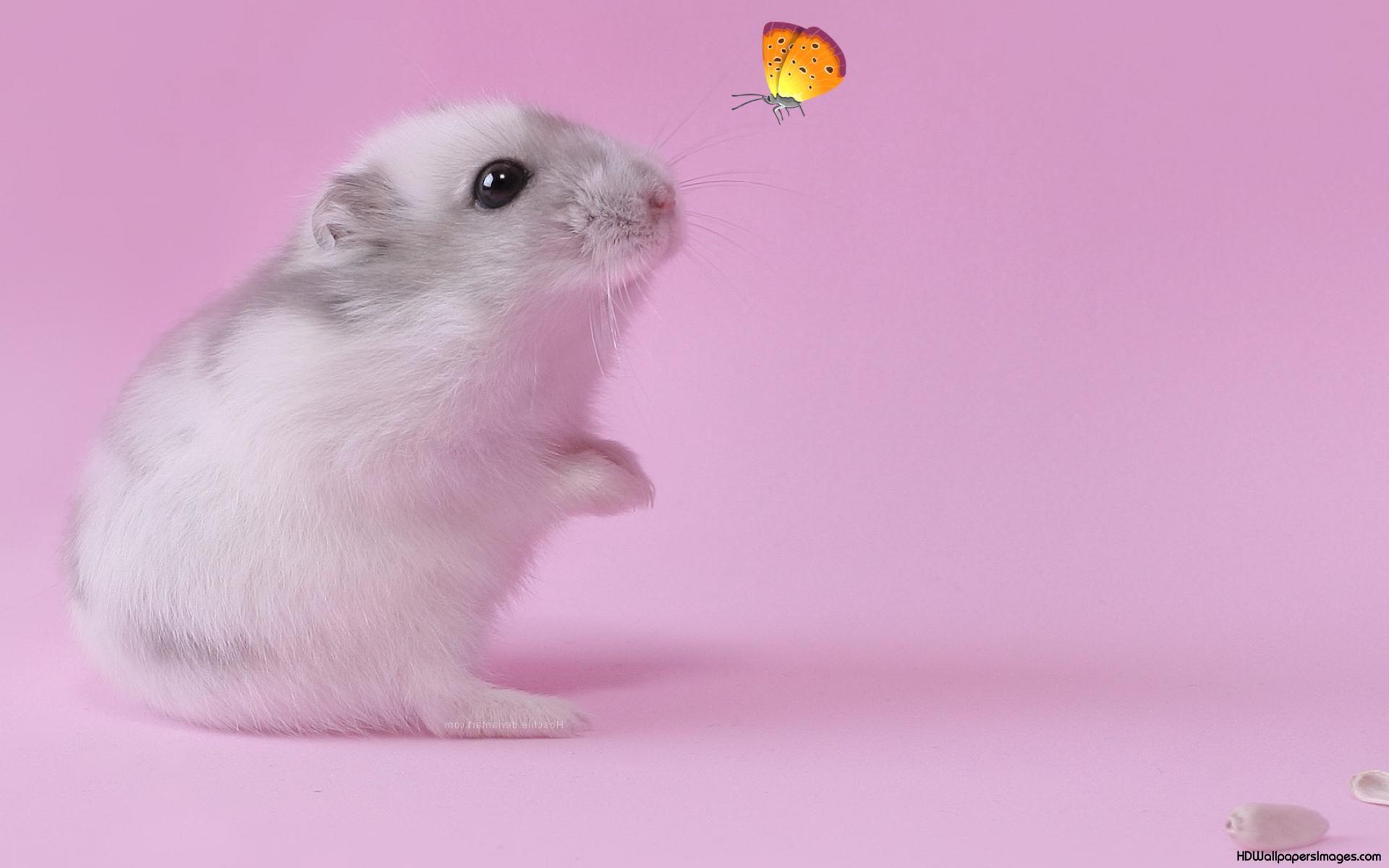 Cute Rat Wallpapers - Top Free Cute Rat Backgrounds - WallpaperAccess