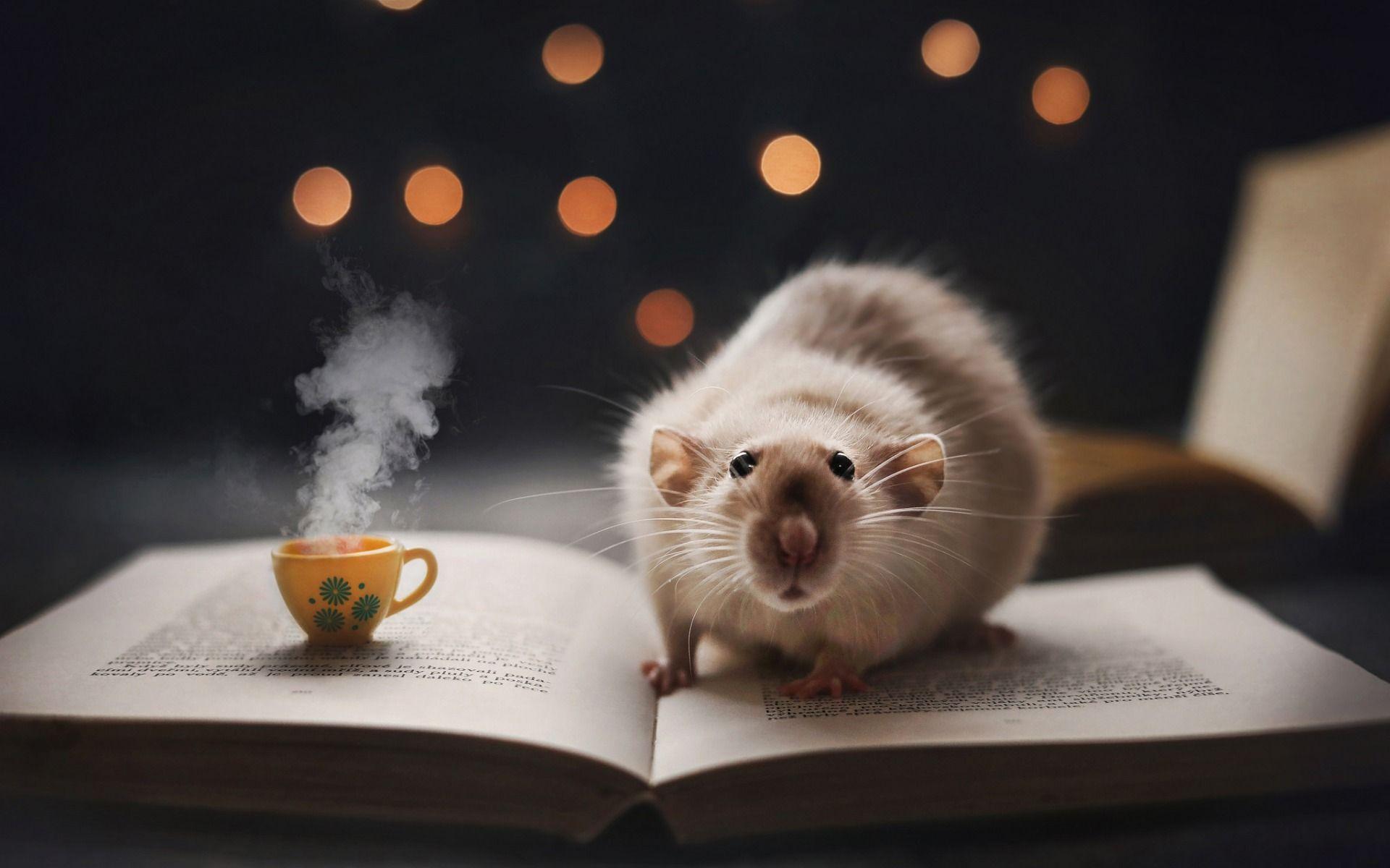 Cute Rat Wallpapers - Top Free Cute Rat Backgrounds - WallpaperAccess