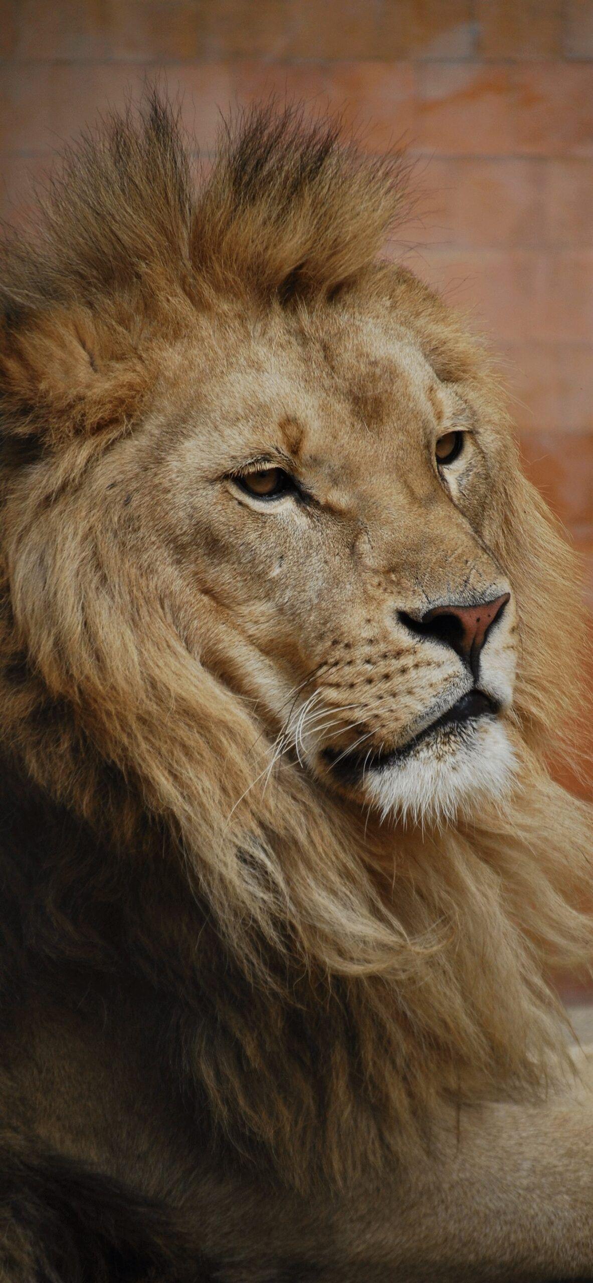 Cute Lion iPhone Wallpapers - Top Free Cute Lion iPhone Backgrounds ...