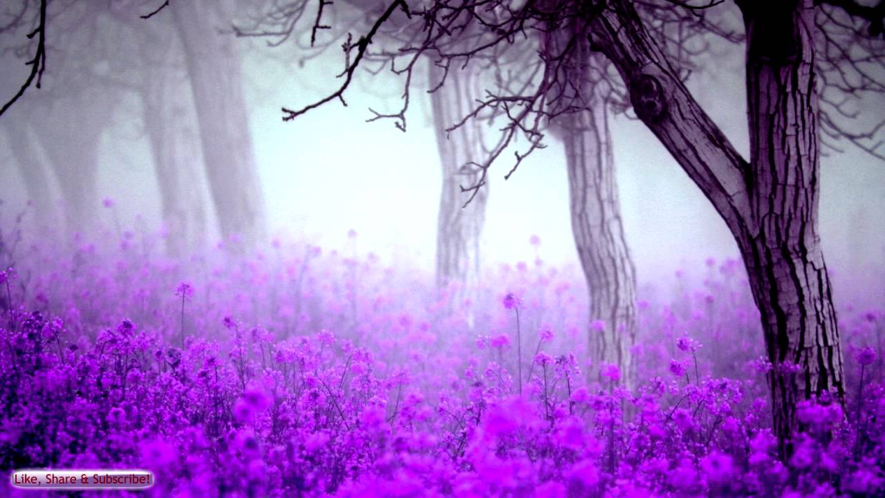 Calming Lavender Wallpapers - Top Free Calming Lavender Backgrounds ...